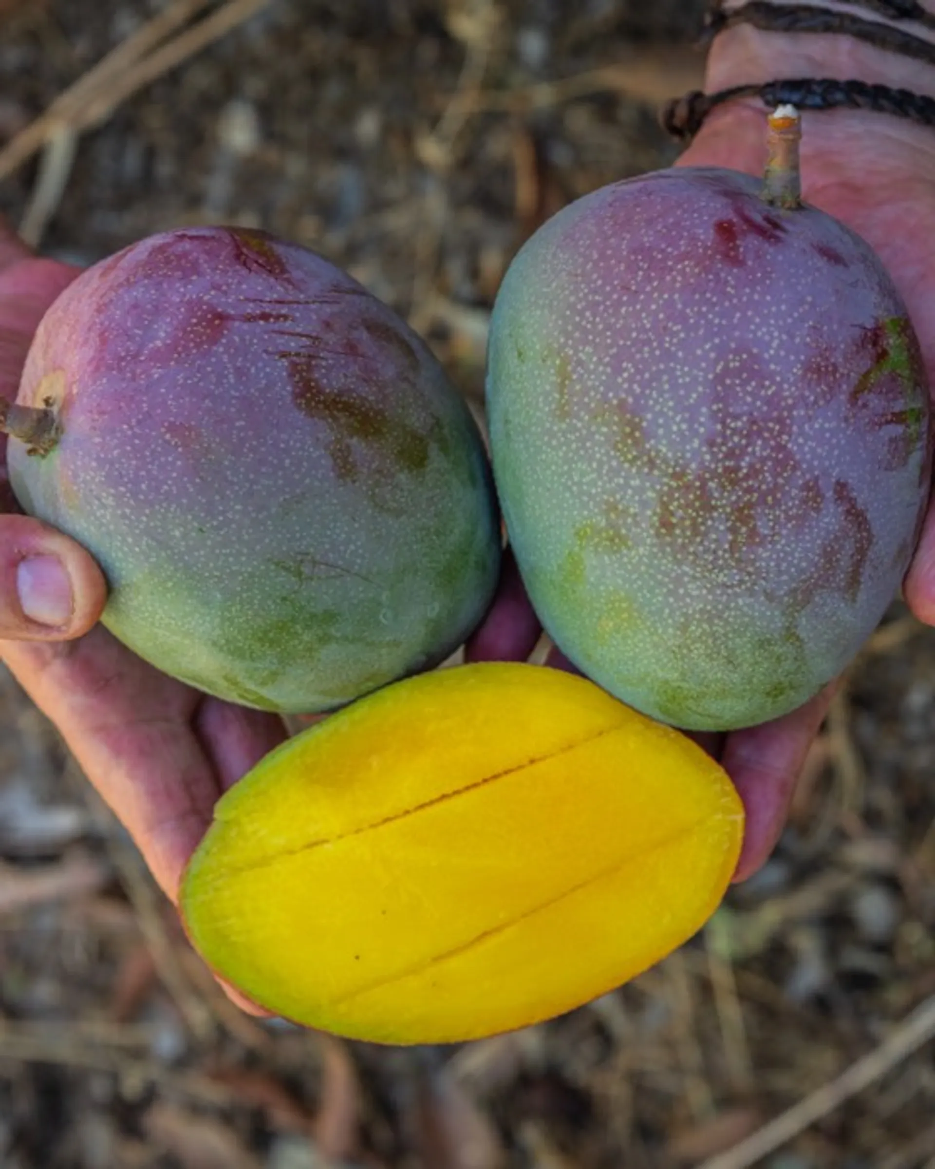 Organic Kent mangos from La Reala, Spain | CrowdFarming: farm fresh ...
