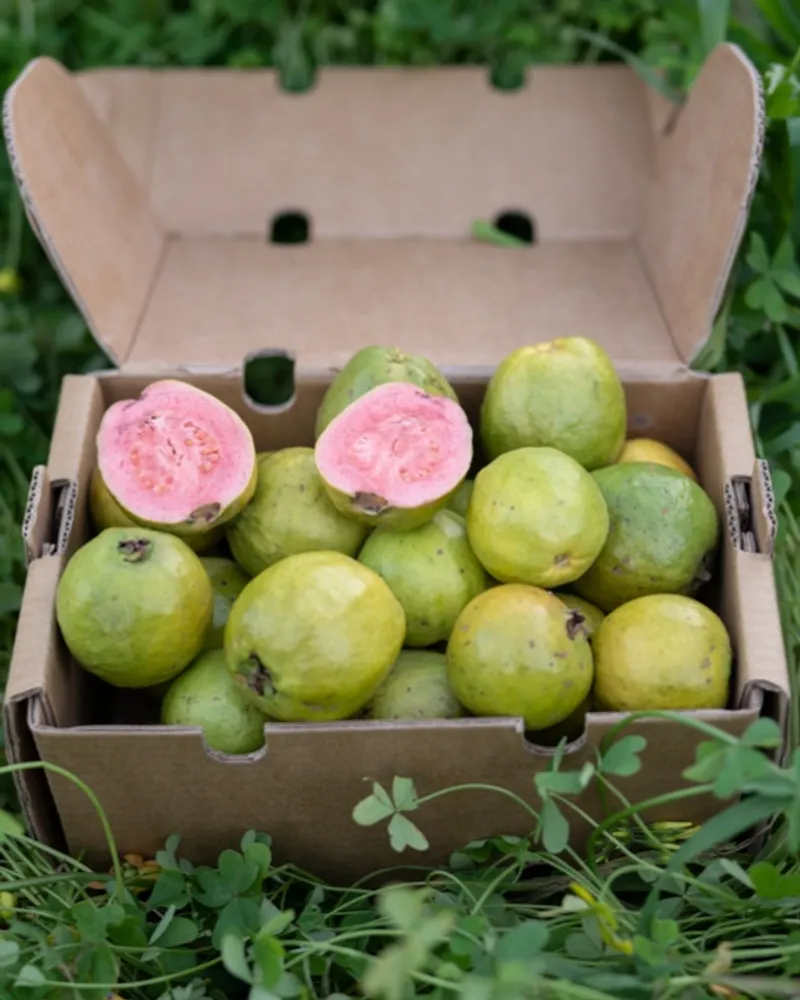 Guayabas de Finca Isla Rubí, España | CrowdFarming: fruta y verdura a ...