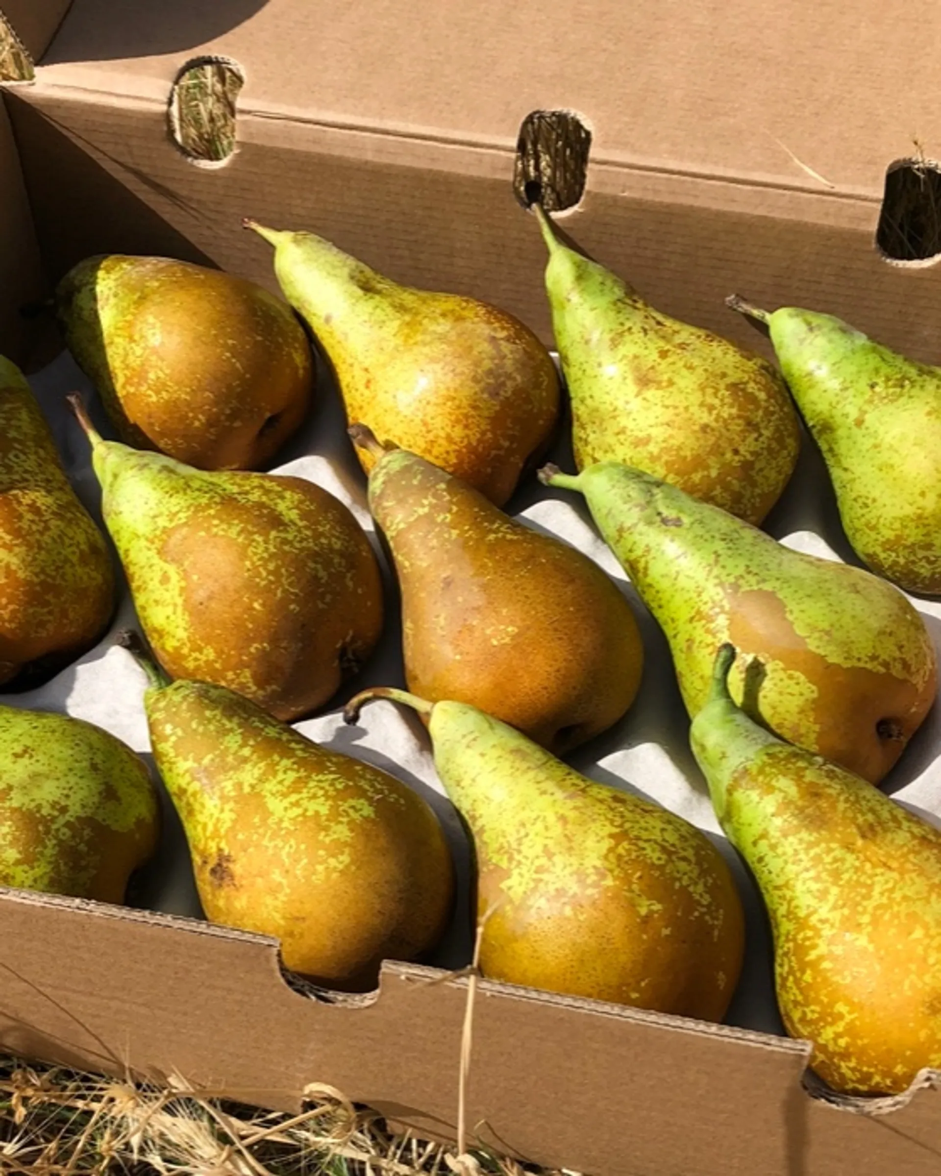 Organic pears från Know Jou Bio, Spanien | CrowdFarming: färsk frukt ...