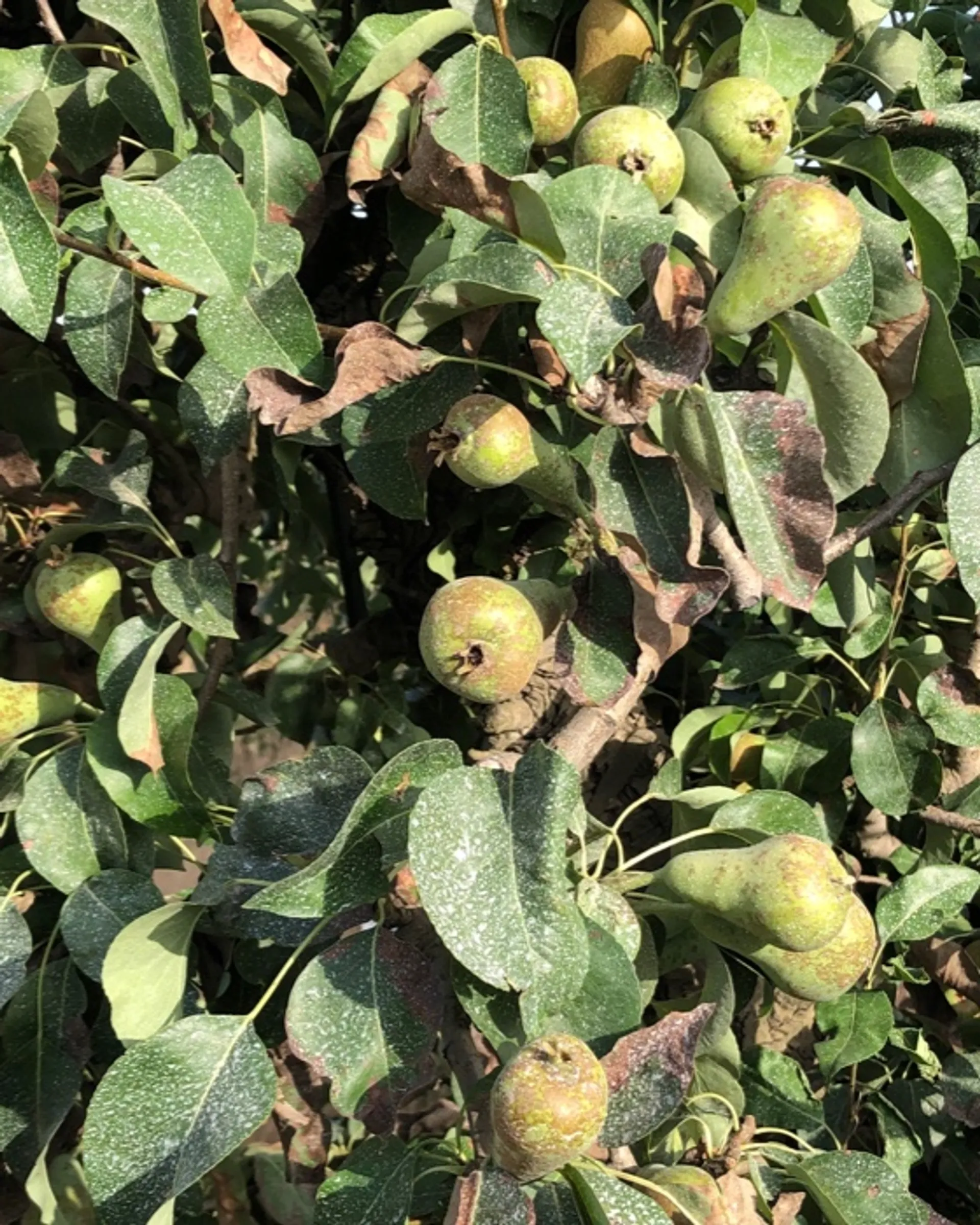 Organic pears from Know Jou Bio, Spain | CrowdFarming: farm fresh ...