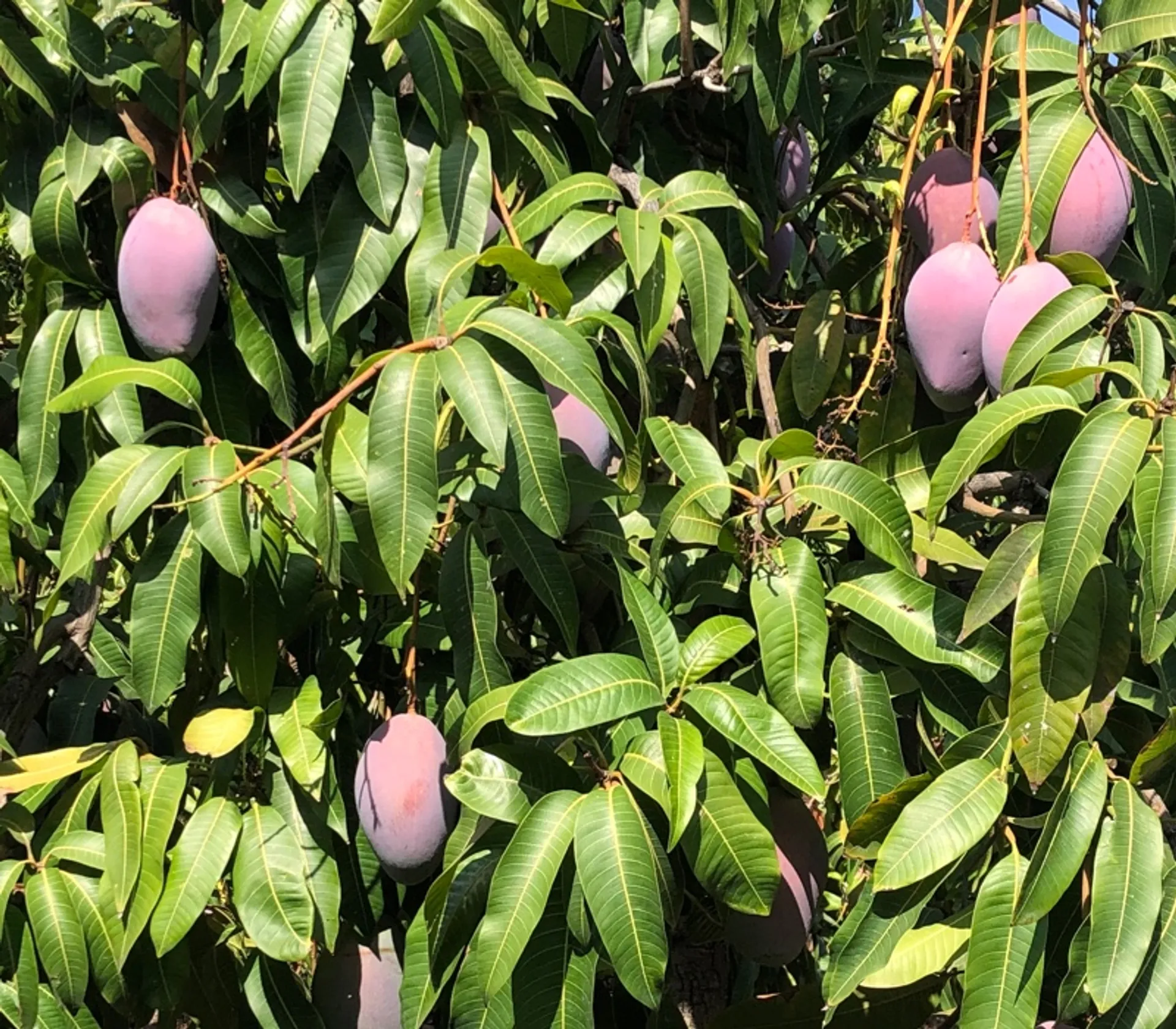 Adopta un árbol, campo o animal y recibe tu cosecha | CrowdFarming