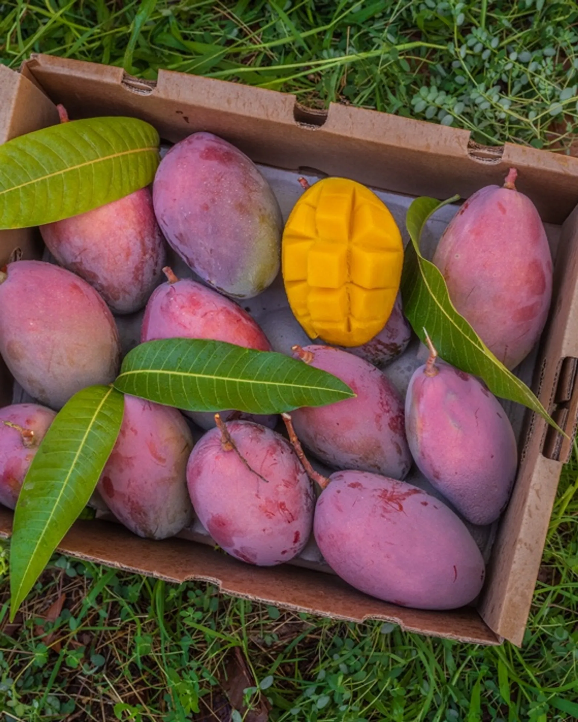 Mangues BIO de La Gitanilla, Espagne | CrowdFarming: fruits et légumes ...
