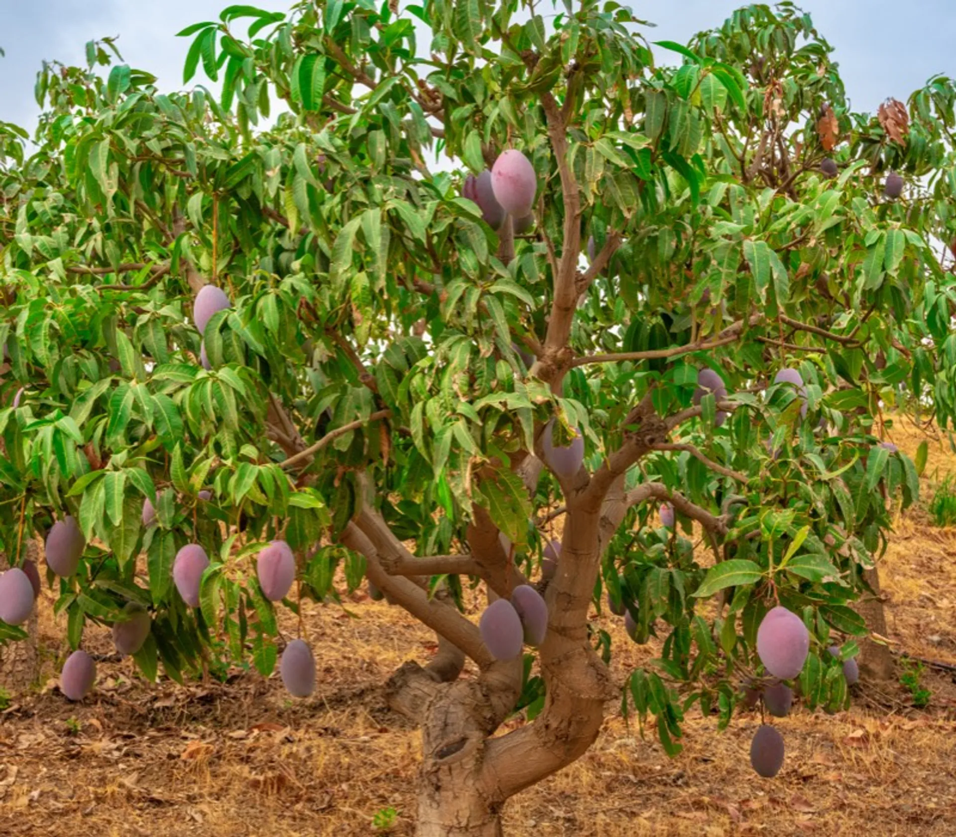Organic Tommy atkins mangoes di Finca Clavero, Spagna | CrowdFarming ...