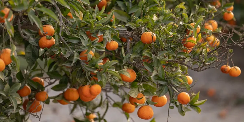 Ekologiska apelsiner och mandariner från Doña Ana, Spanien ...
