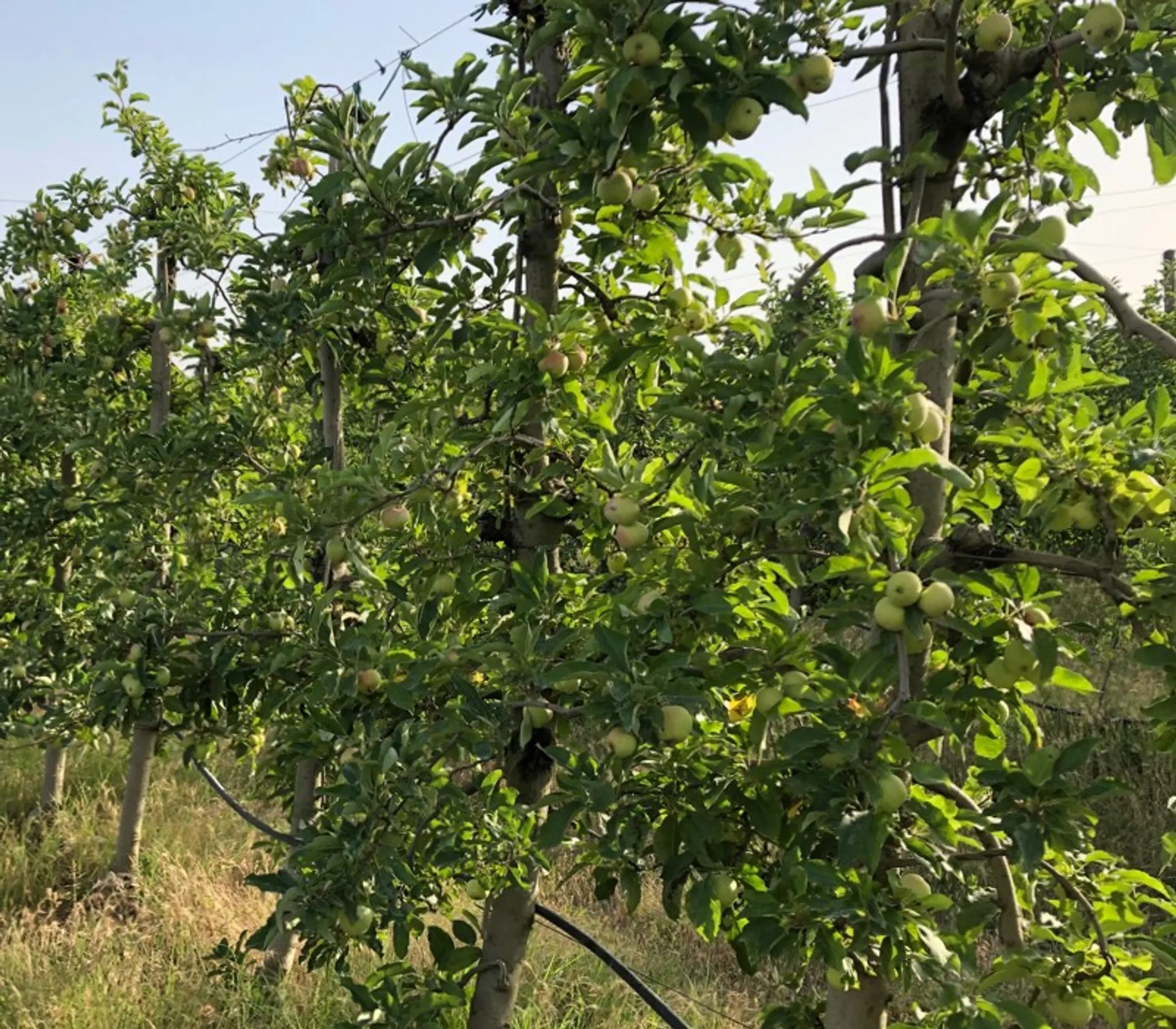 Organic apples van Know Jou Bio, Spanje | CrowdFarming: adopteer an ...