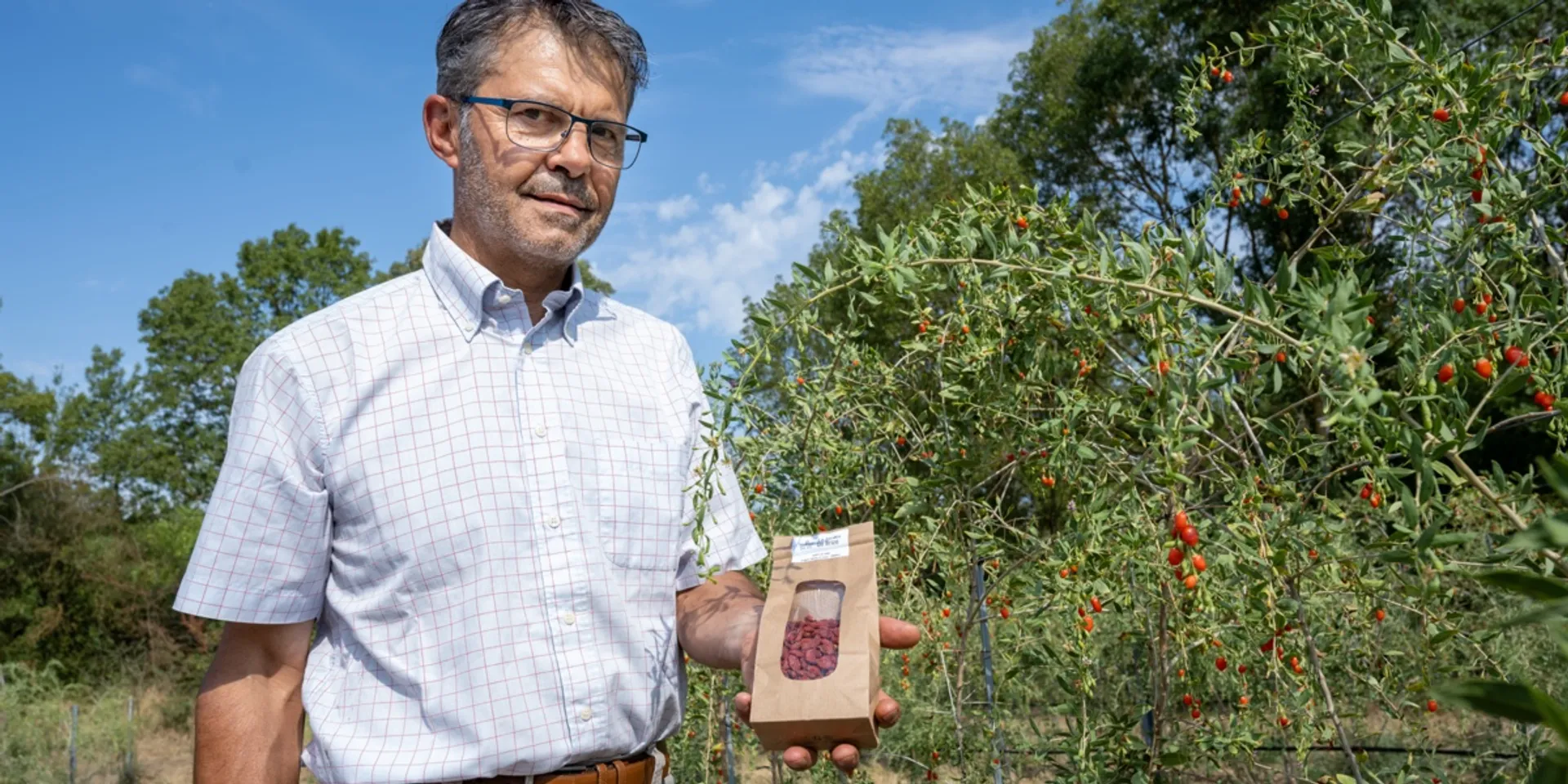 Dried organic Goji berries from Le Jardin de Brizé, France ...
