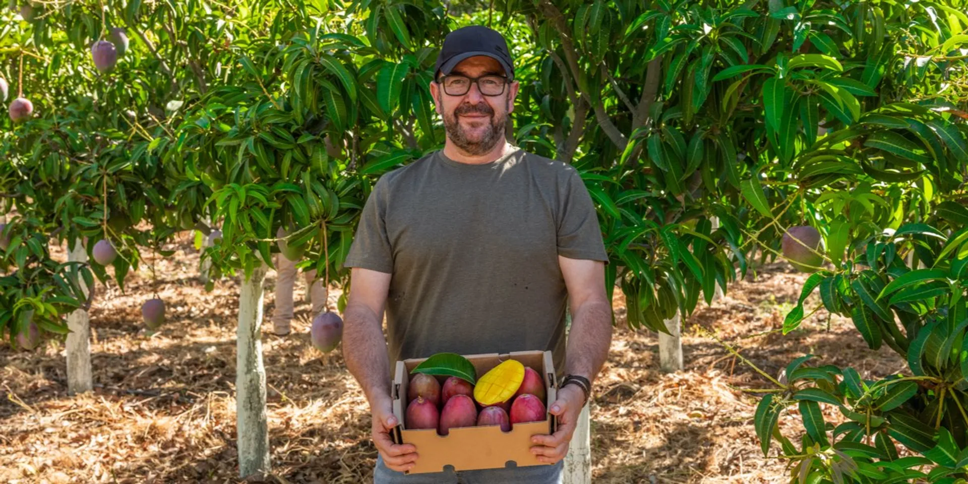Organic regenerative mangos di La Reala, Spagna | CrowdFarming: adotta ...