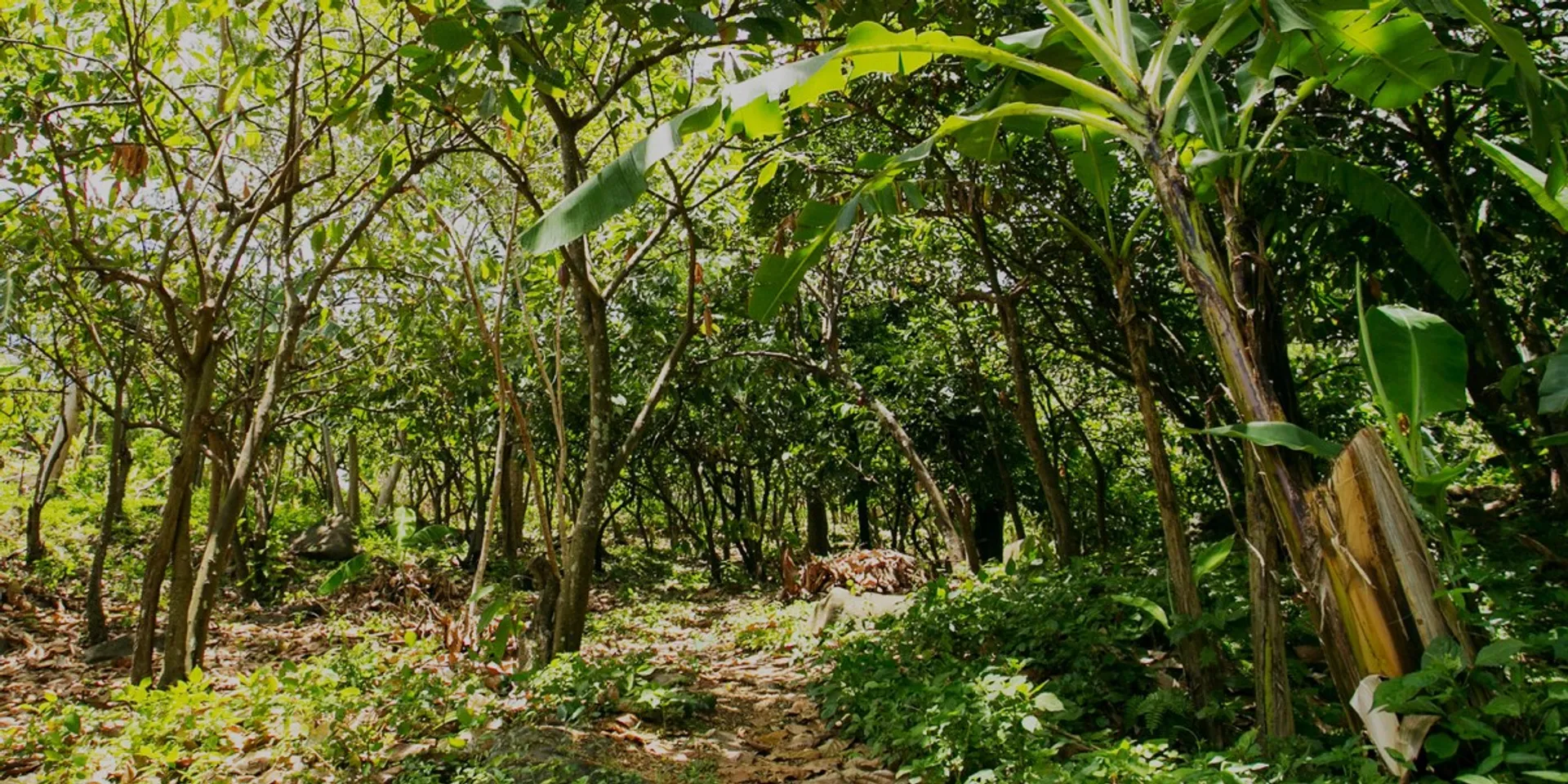 Ekologiska mörka chokladkakor från Västindien från Crayfish Bay ...