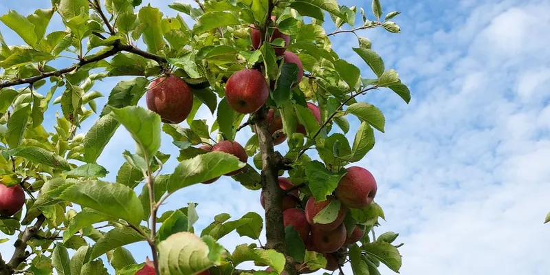 Demeter organic "Red Prince" apples van Bio-Obsthof Lefers, Duitsland ...