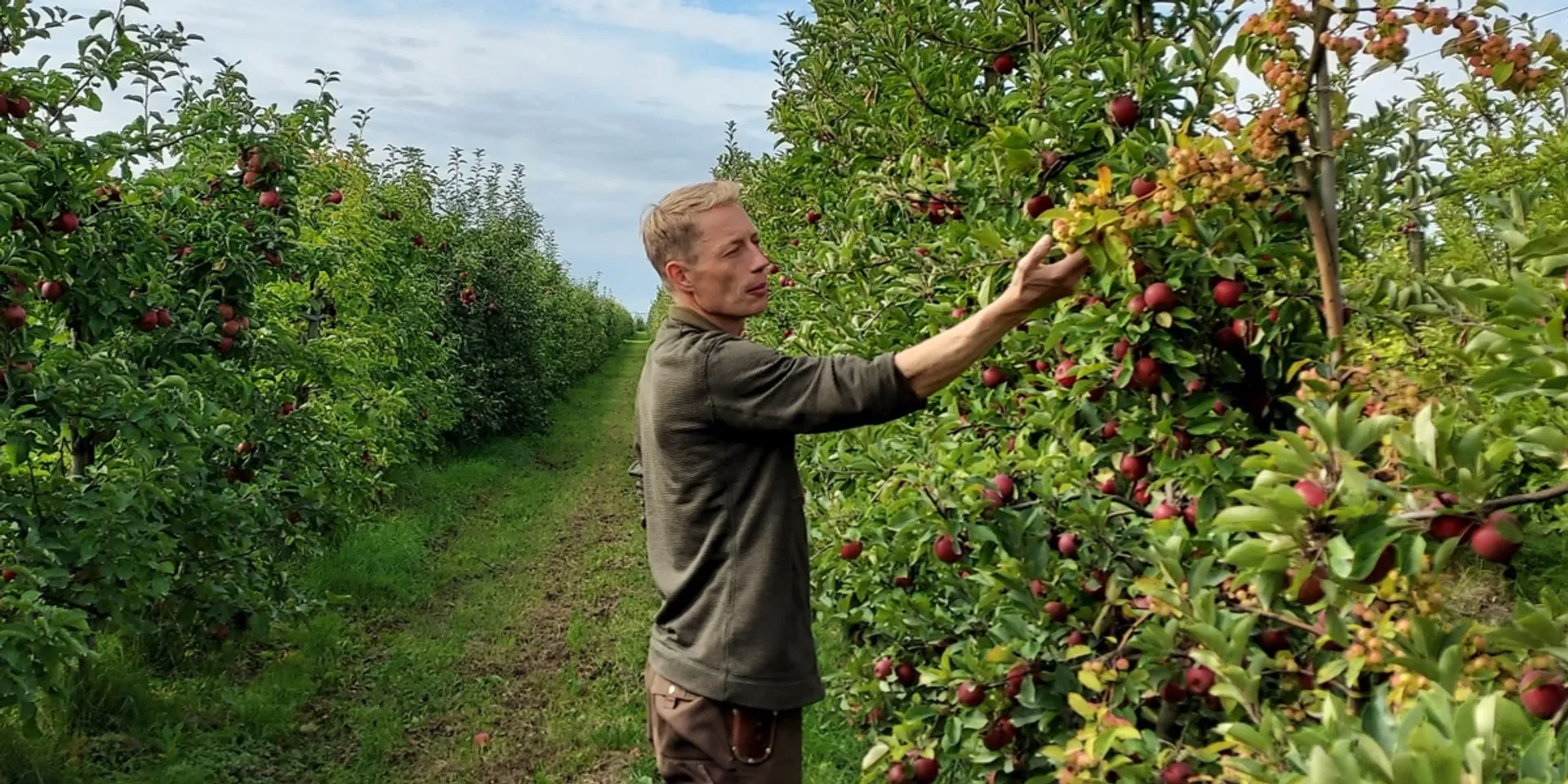 Demeter organic "Red Prince" apples de Bio-Obsthof Lefers, Allemagne ...