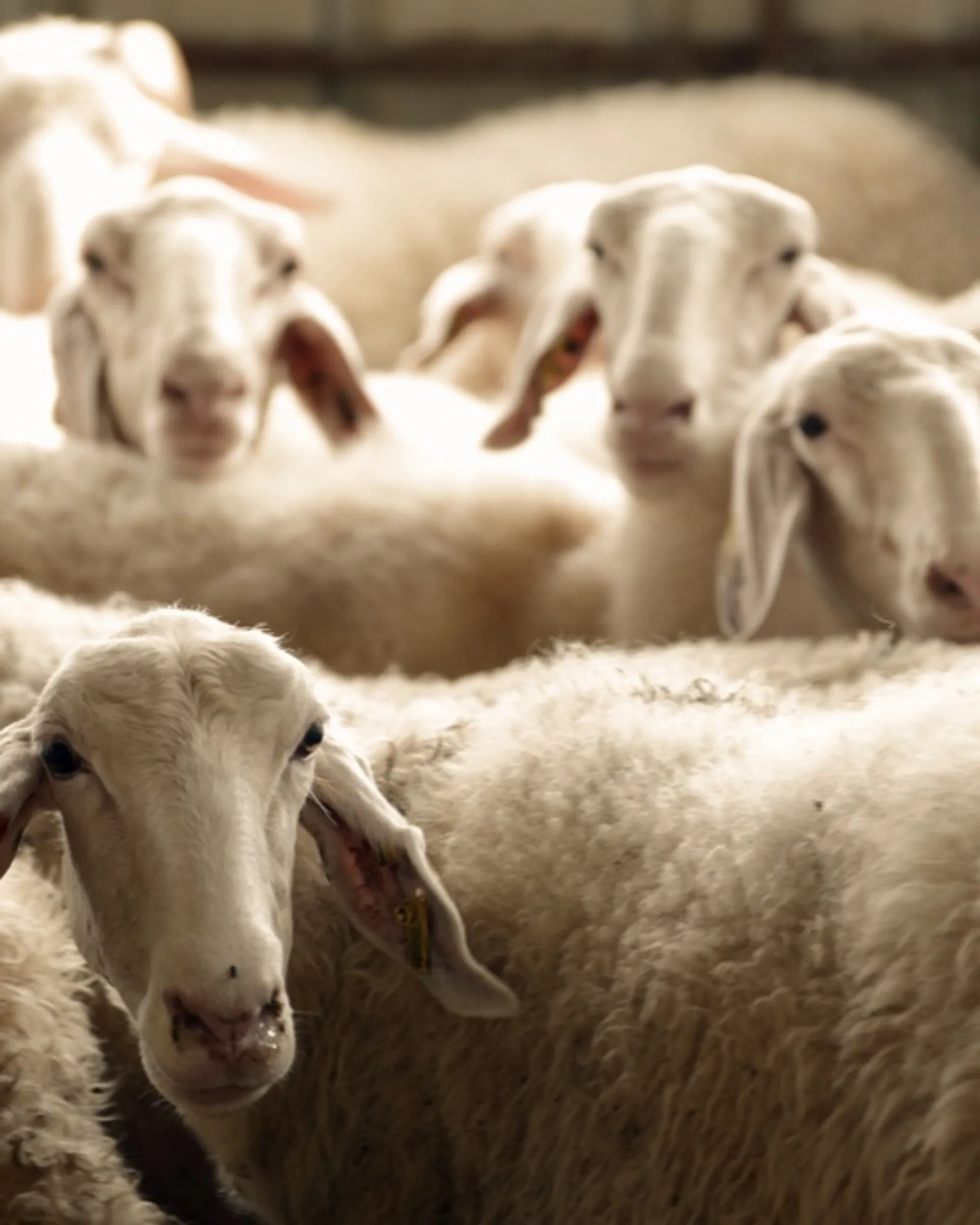 Cured sheep cheese from Marqués de Mendiola, Spain |CrowdFarming: fresh ...