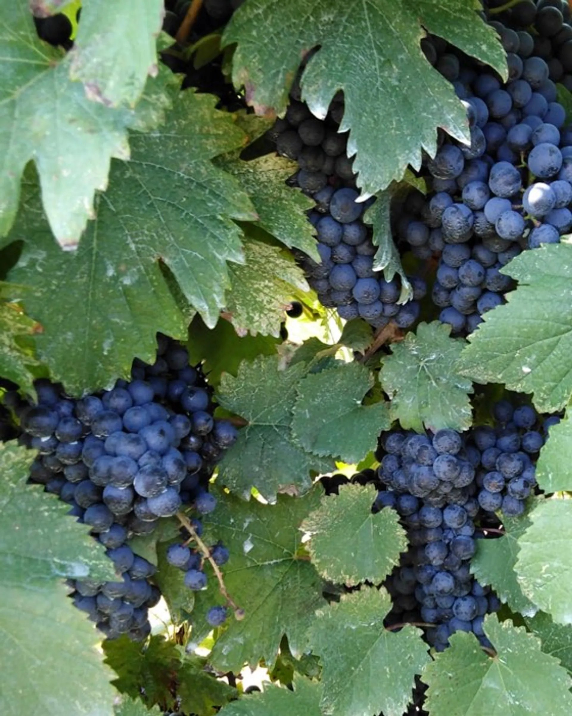 Spécialités de Modène et de ReggioEmilia de Acetaia Castelli, Italie ...