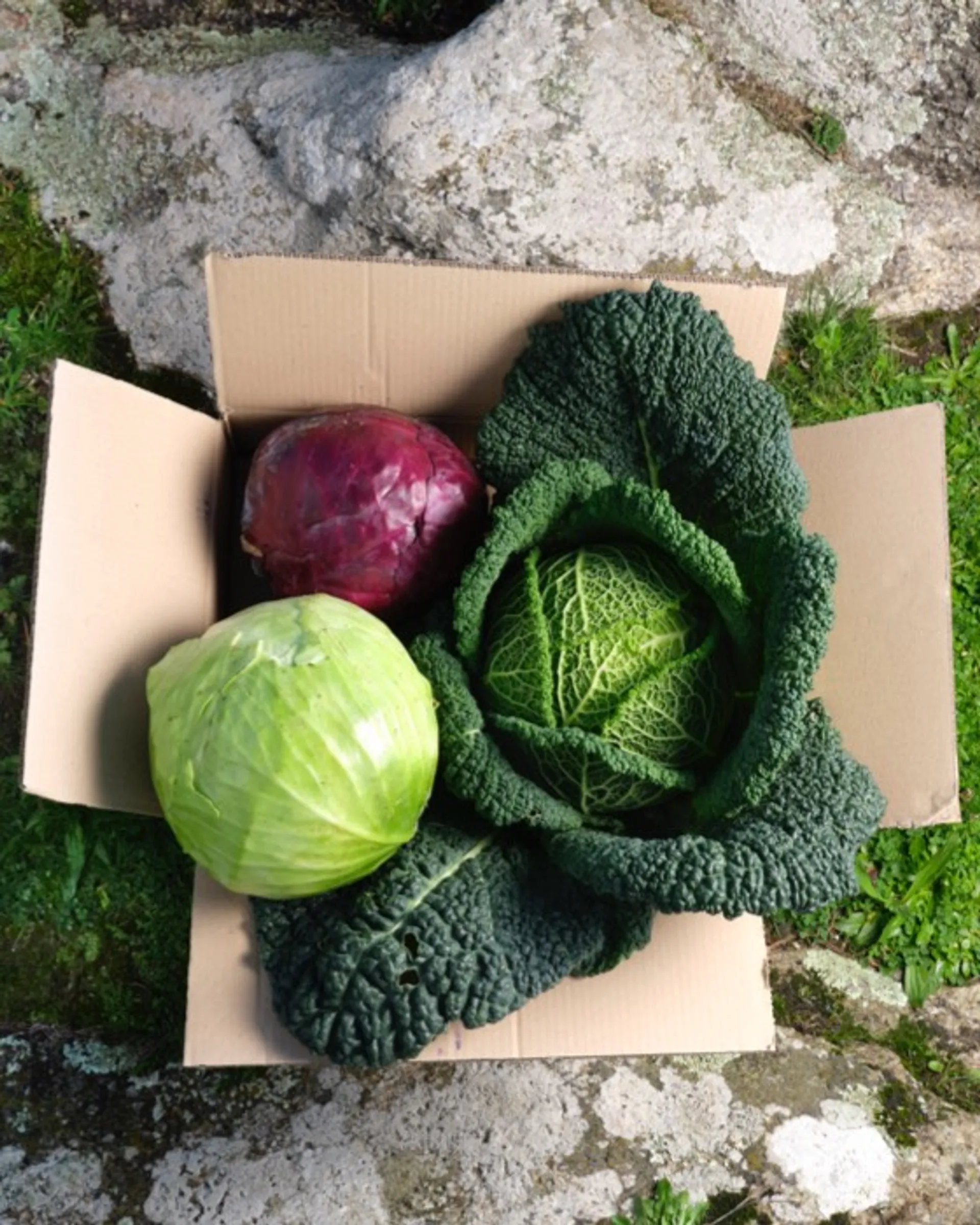 Mixed cabbage van Maison Quemener, Frankrijk | CrowdFarming: groenten ...