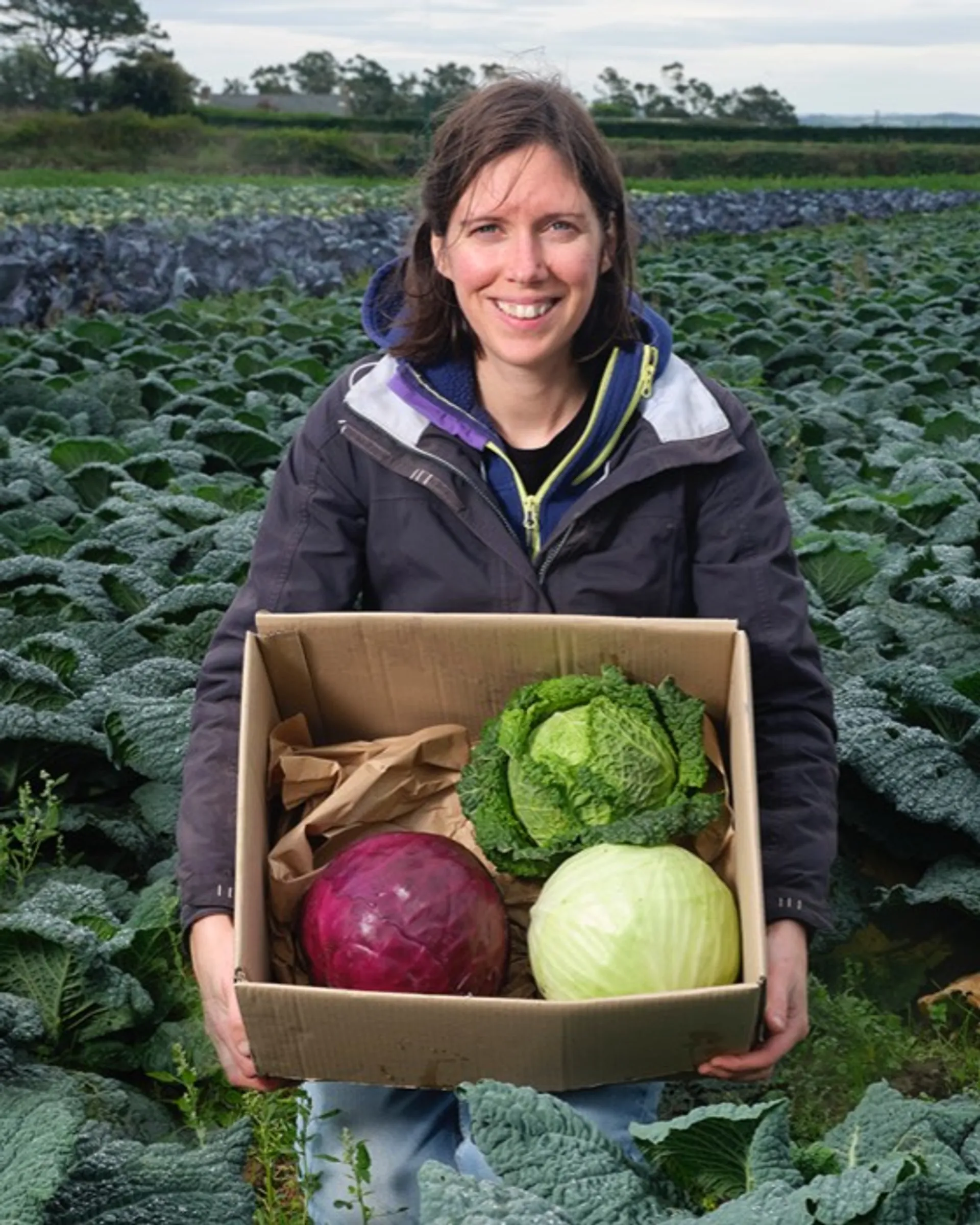 Mixed organic cabbage van Maison Quemener, Frankrijk|CrowdFarming: vers ...