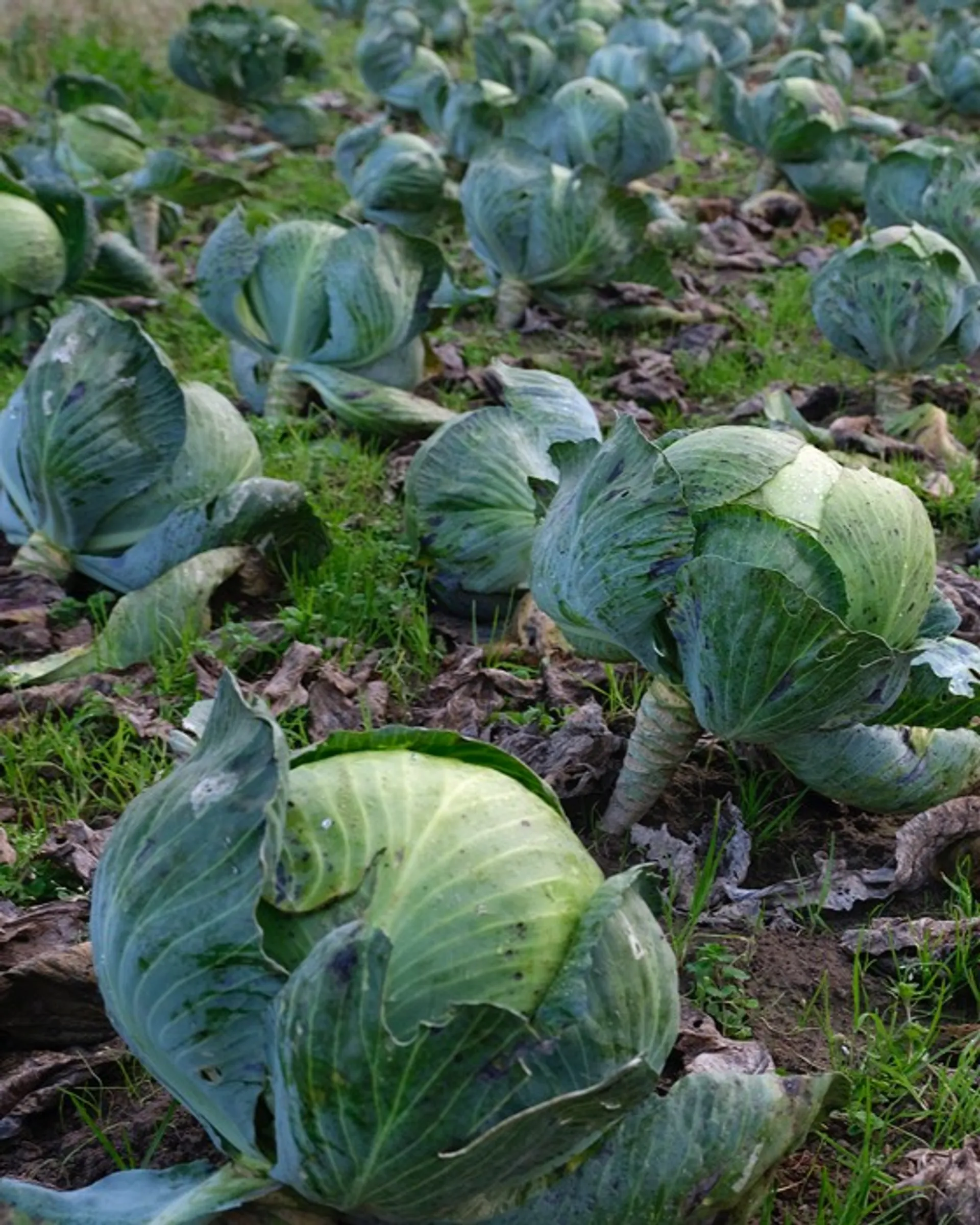 Mixed cabbage van Maison Quemener, Frankrijk | CrowdFarming: groenten ...