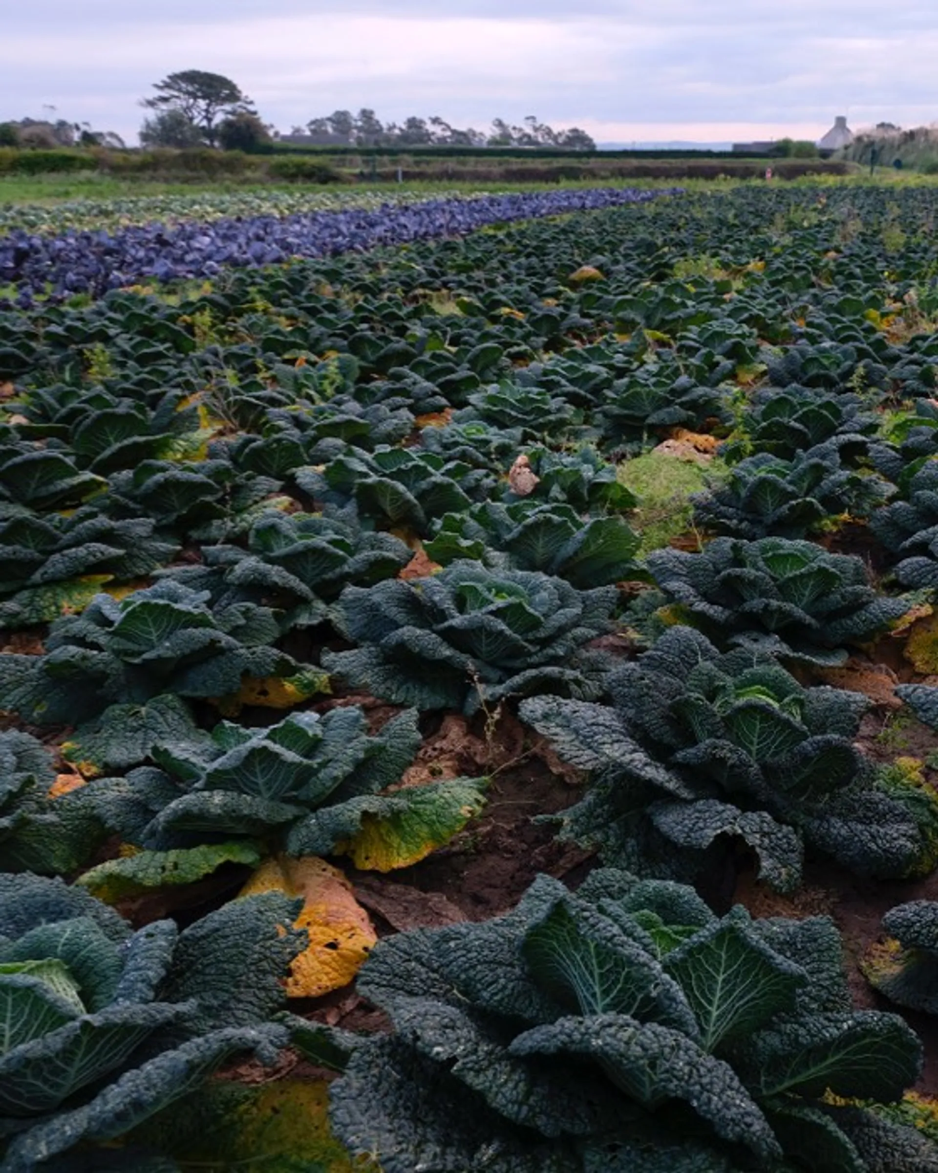 Mixed cabbage van Maison Quemener, Frankrijk | CrowdFarming: groenten ...