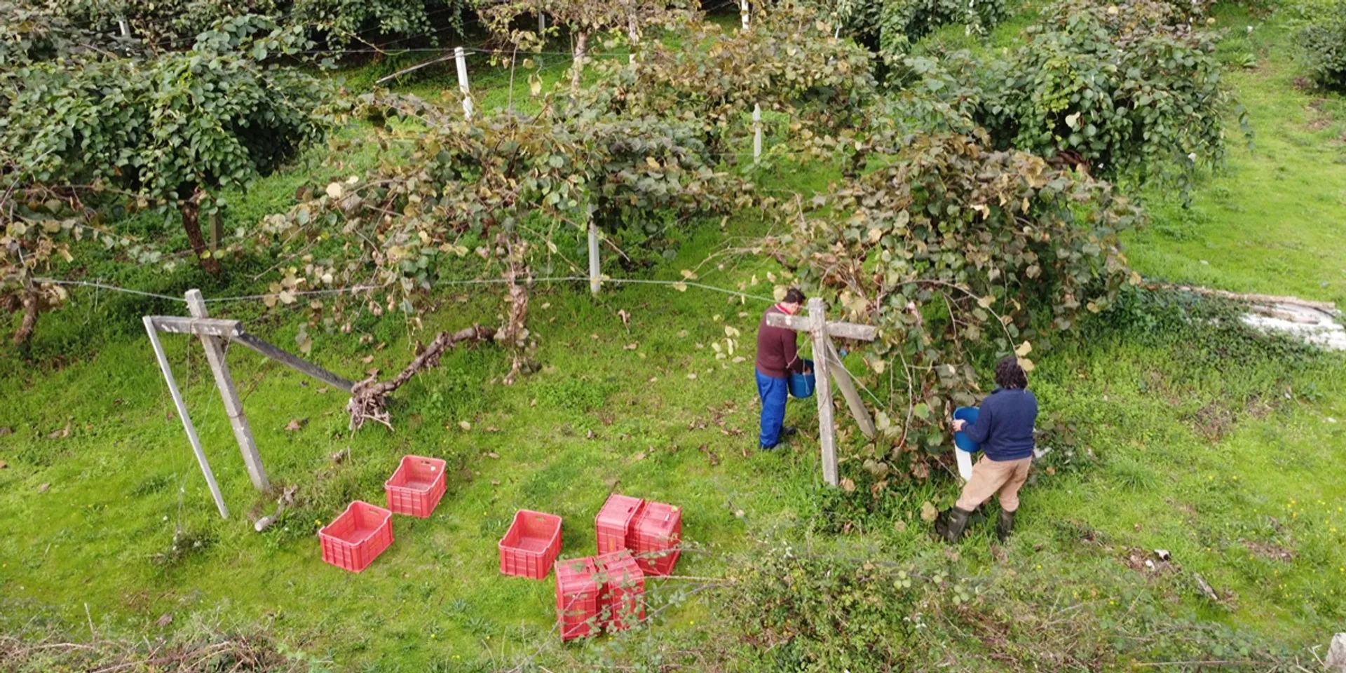 Direct from the fields to your company | CrowdFarming for companies