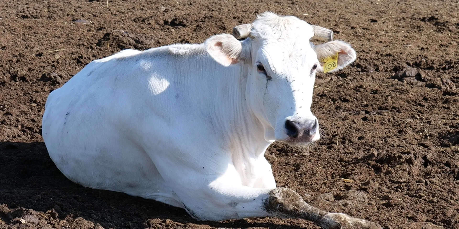 Parmigiano Reggiano BOB beperkte productie van Santa Rita Bio ...