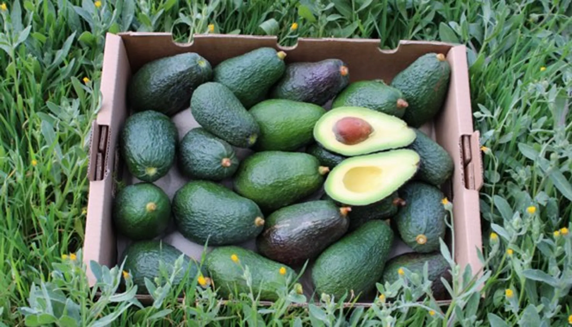 CrowdFarming | Farm fresh food directly from the farmer