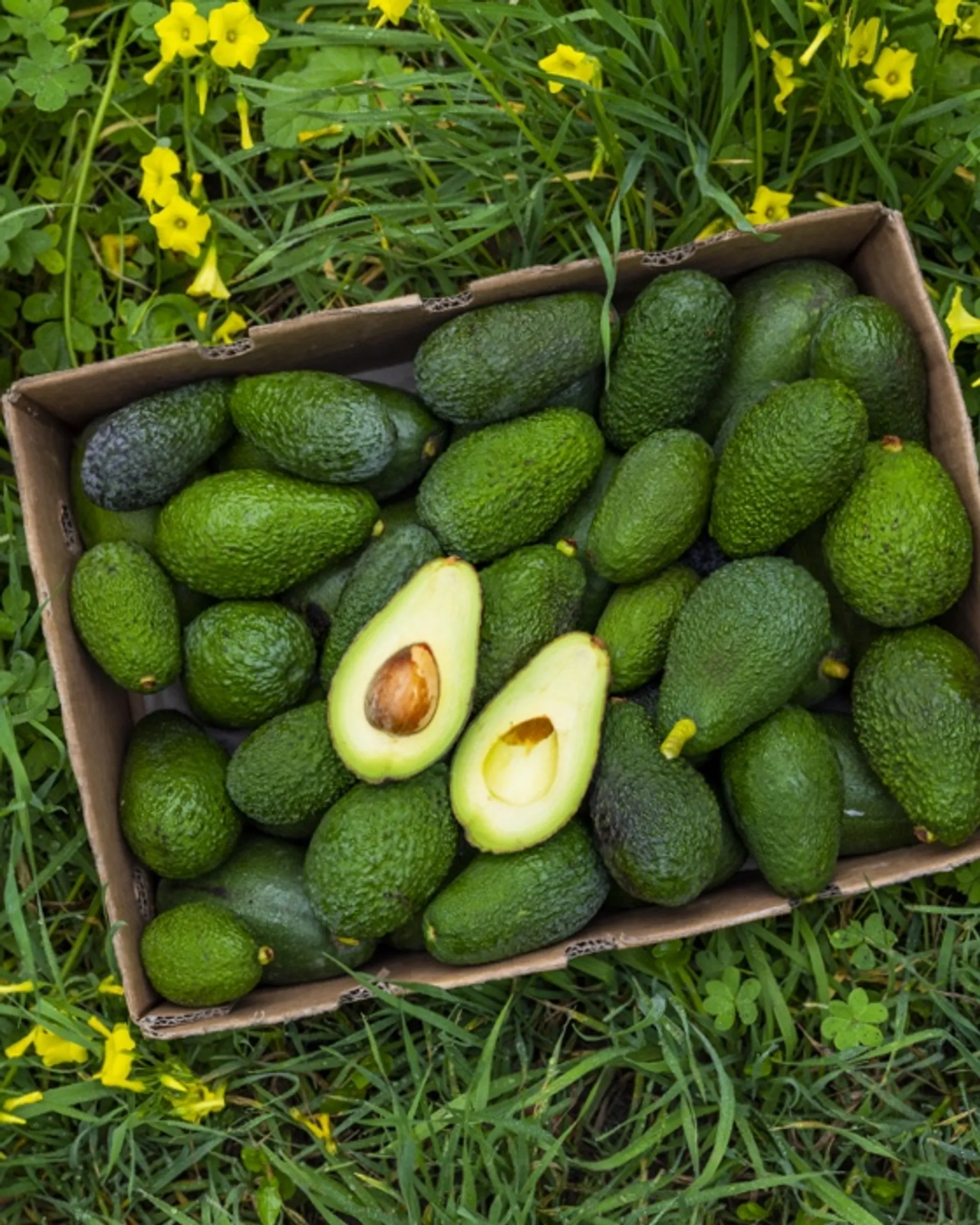Avocados from La Laja, Spain | CrowdFarming: farm fresh fruits and ...