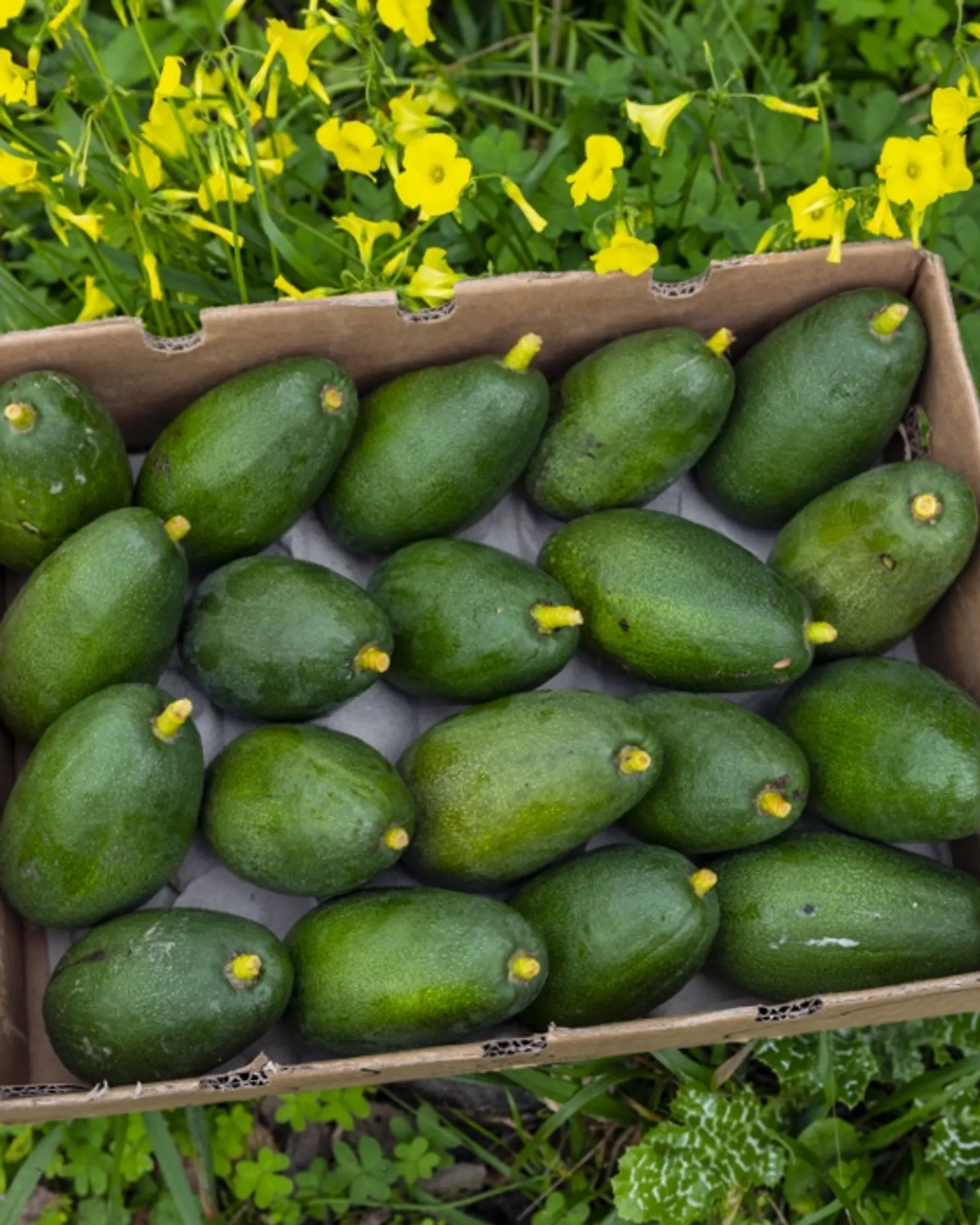 Early avocados van La Laja, Spanje | CrowdFarming: groenten en fruit ...