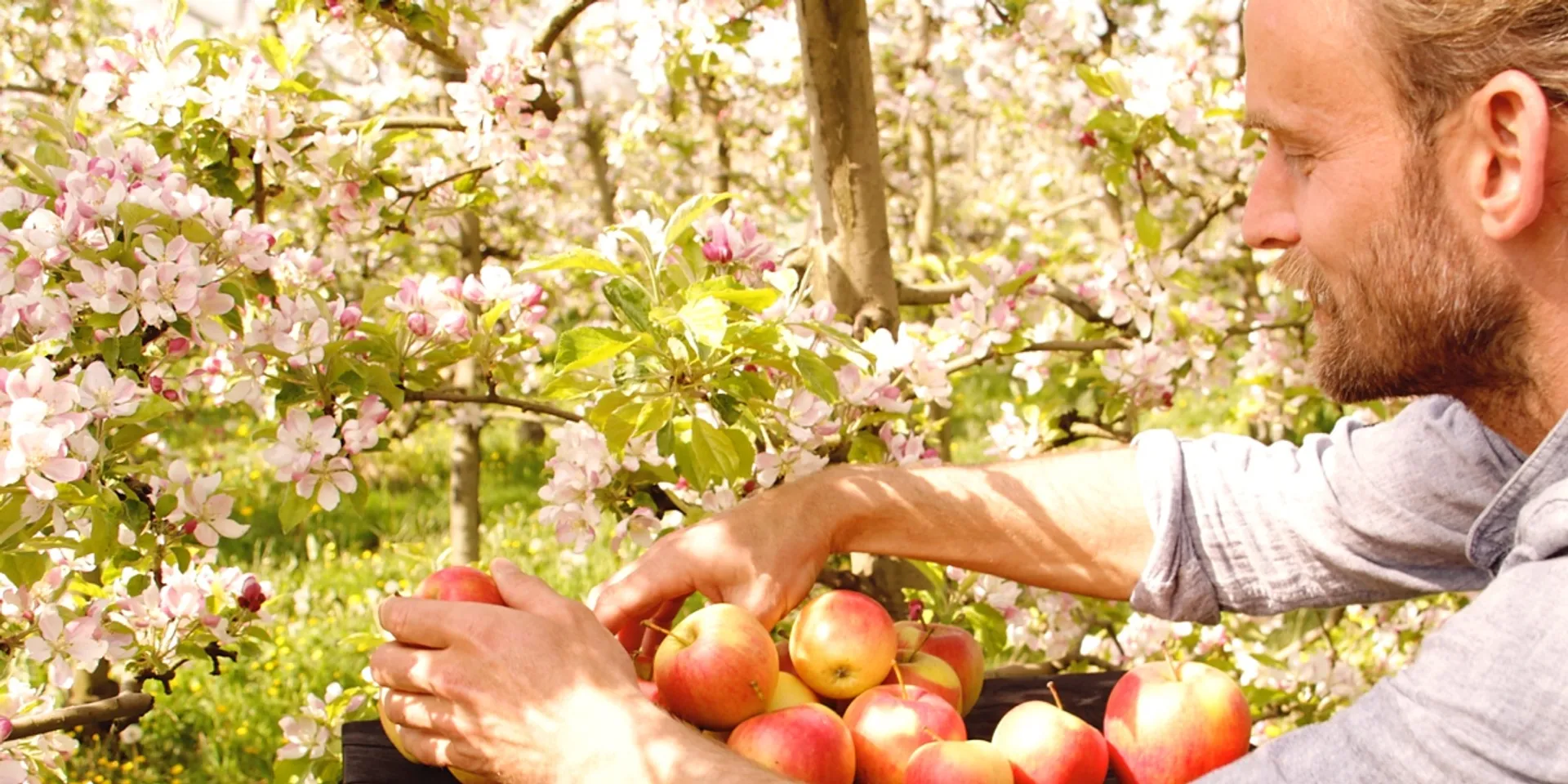 Naturland organic Pinova apples de Biohof Bentelson, Allemagne ...
