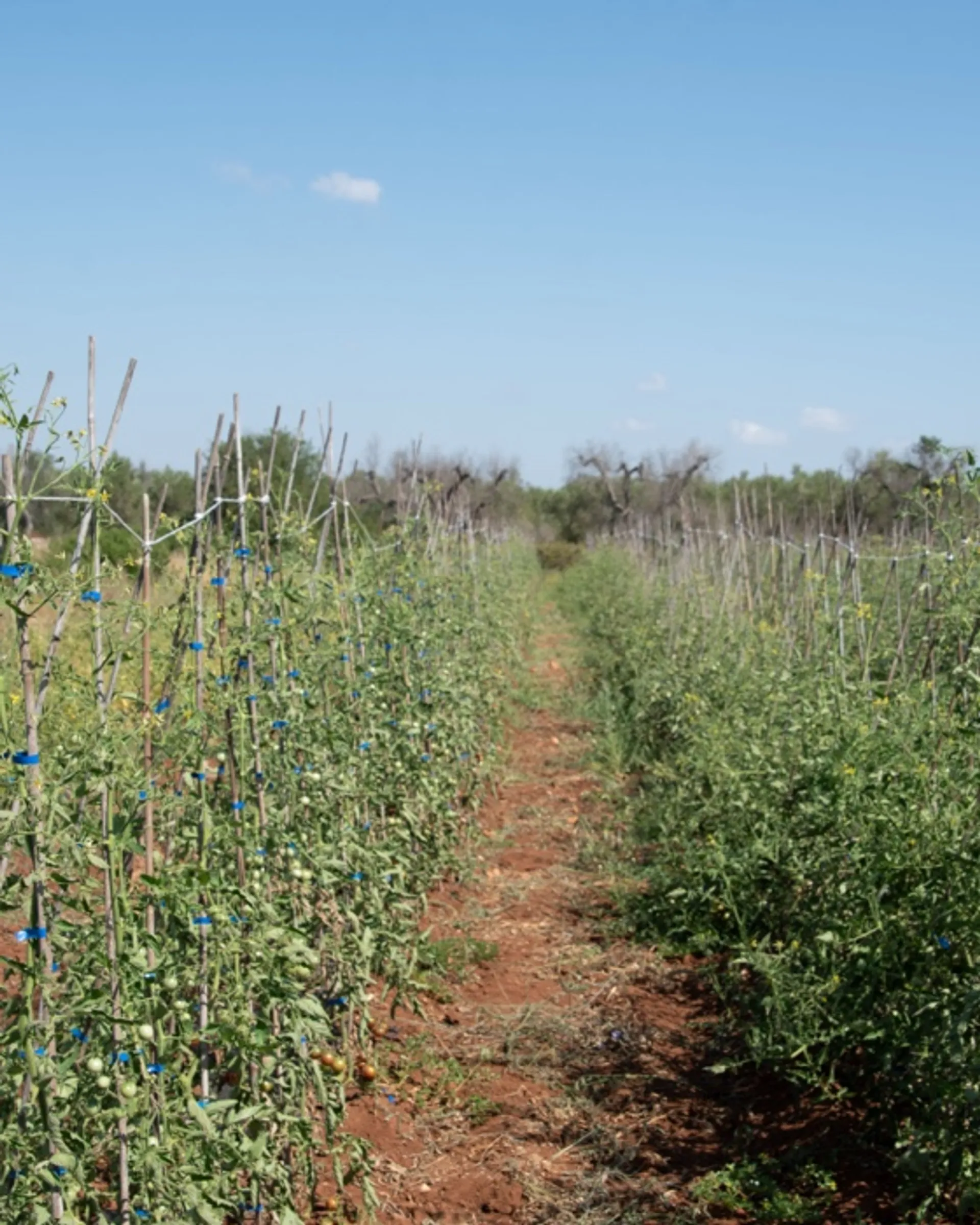 Brocolis, chou-fleurs, choux lisses et choux BIO de La Sallentina ...