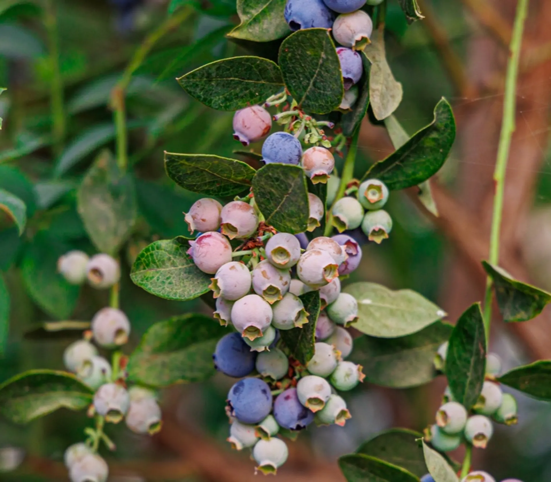 Adopta un árbol, campo o animal y recibe tu cosecha | CrowdFarming