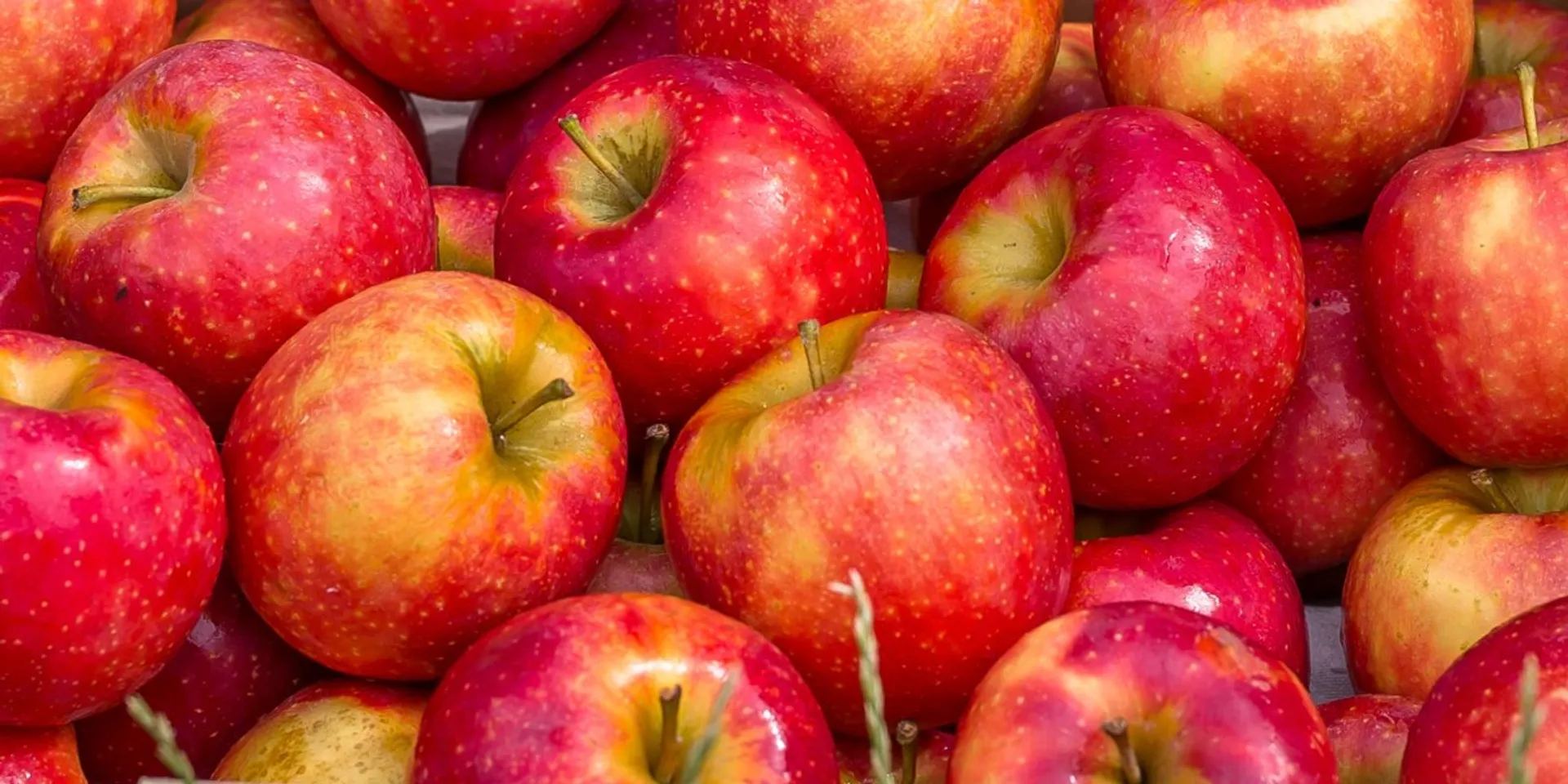 Demeter organic two-tone red apples van Maison Tamisier, Frankrijk ...
