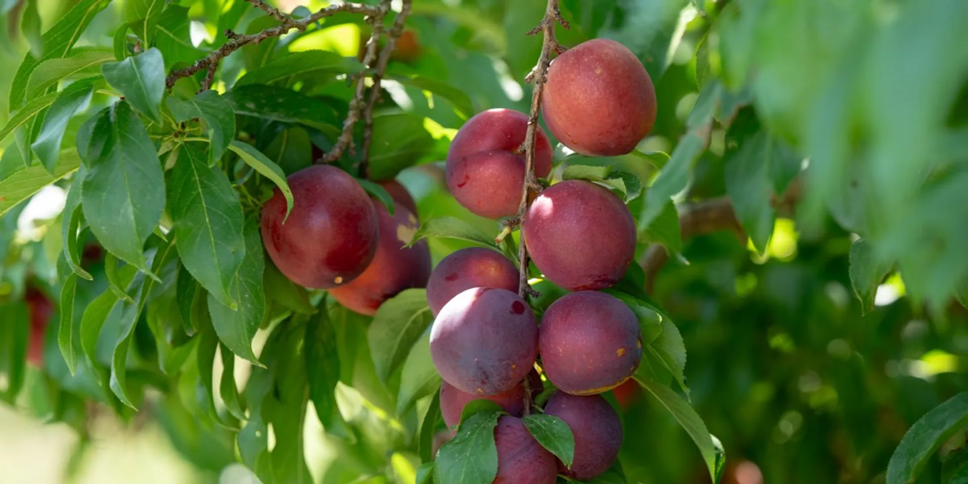 Demeter organic plums from Biosphera, Spain | CrowdFarming: adopt a ...