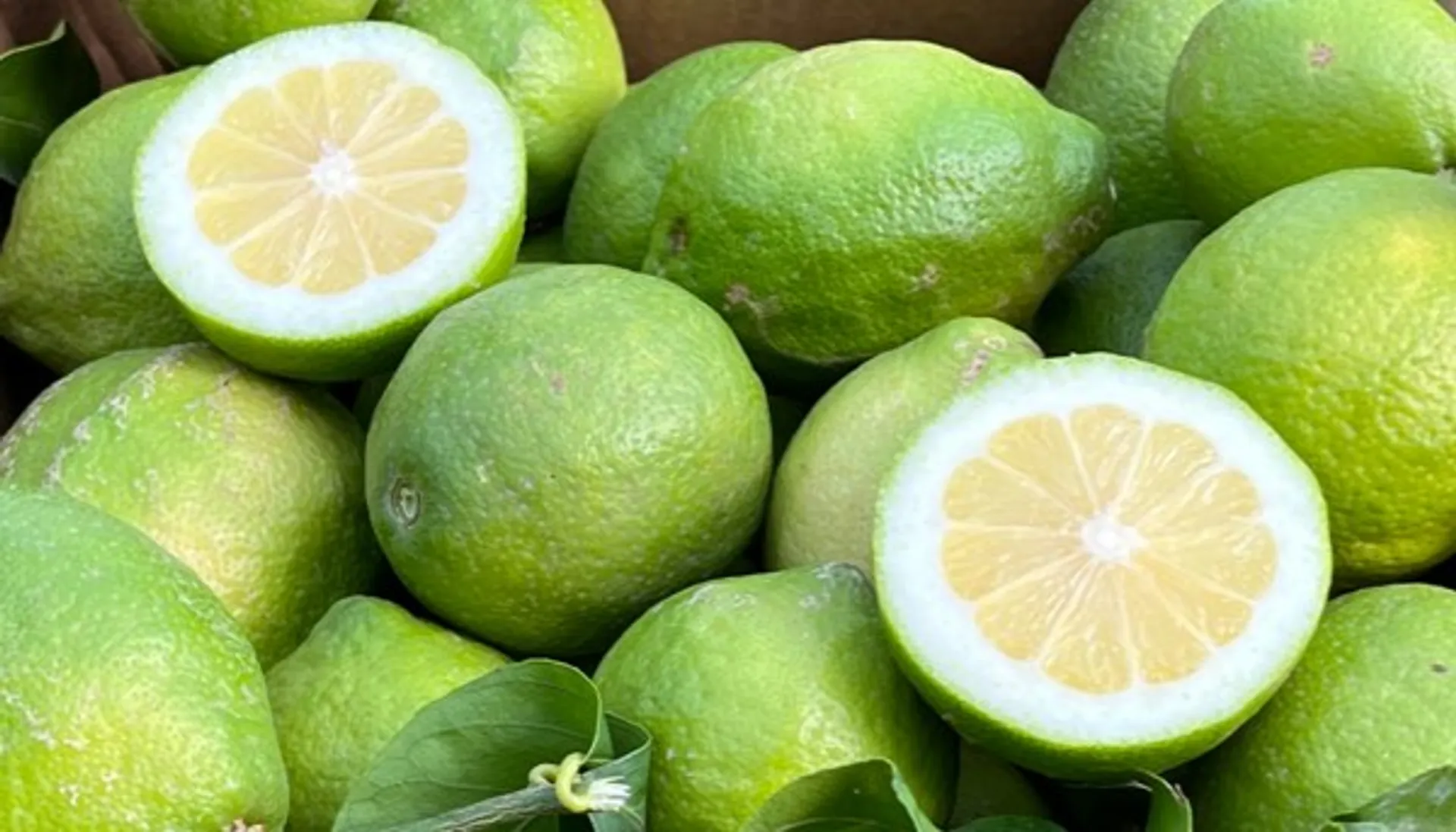 Ekologisk Citroner fran Bio Agrumi Monasteri | CrowdFarming