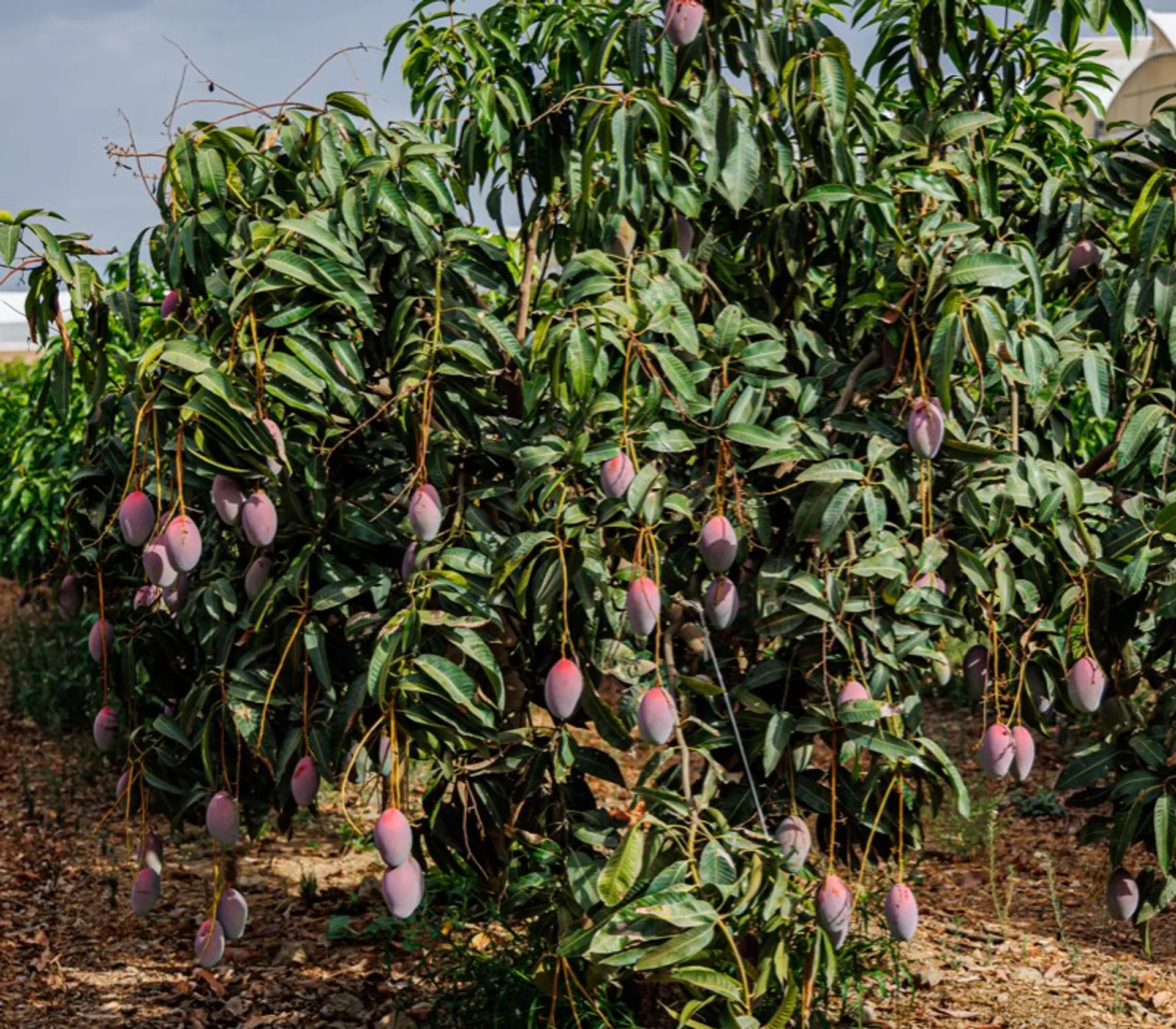 Organic mango from Rancho del Tio Esteban, Spain | CrowdFarming: adopt ...