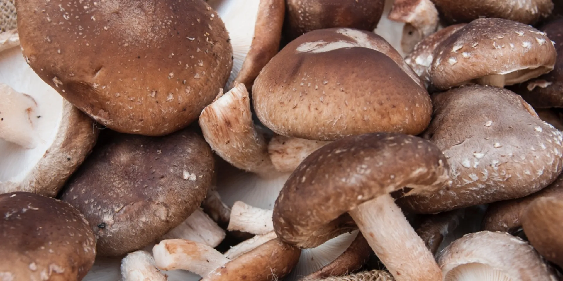 Fresh organic shiitake de True Shiitake, République Tchèque ...