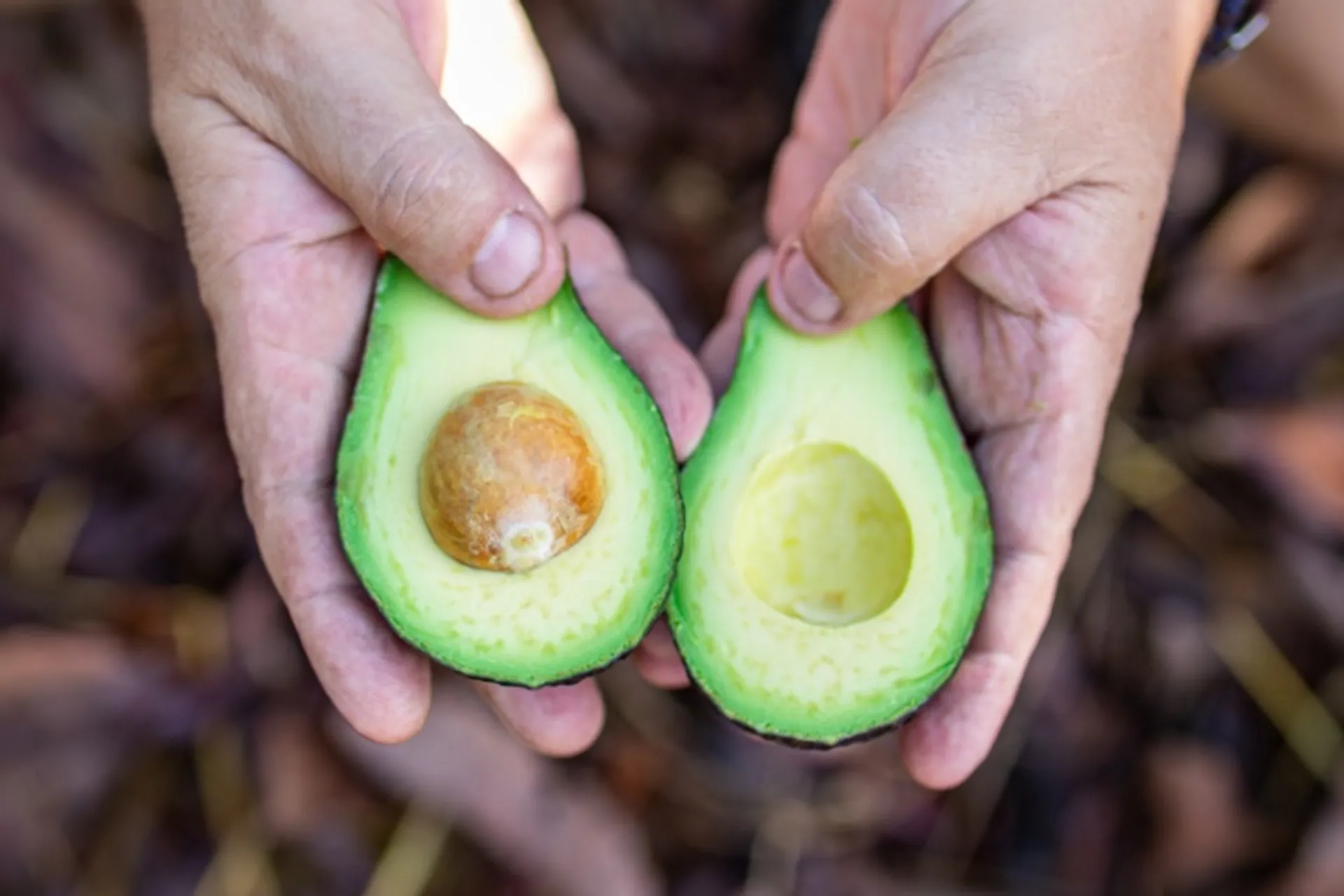 Organic hass mini avocados from La Reala, Spain | CrowdFarming: farm ...