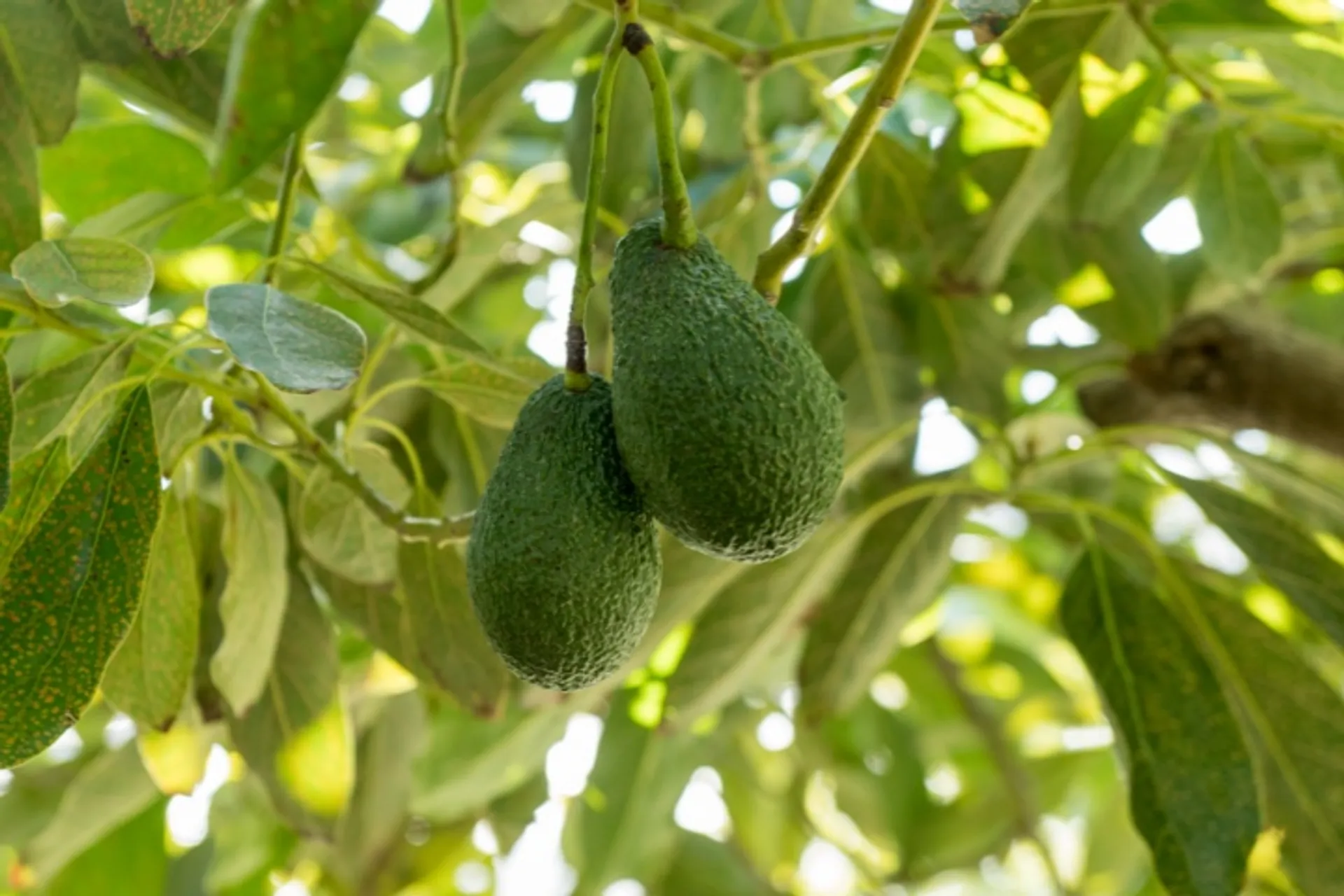 Organic hass mini avocados from La Reala, Spain | CrowdFarming: farm ...
