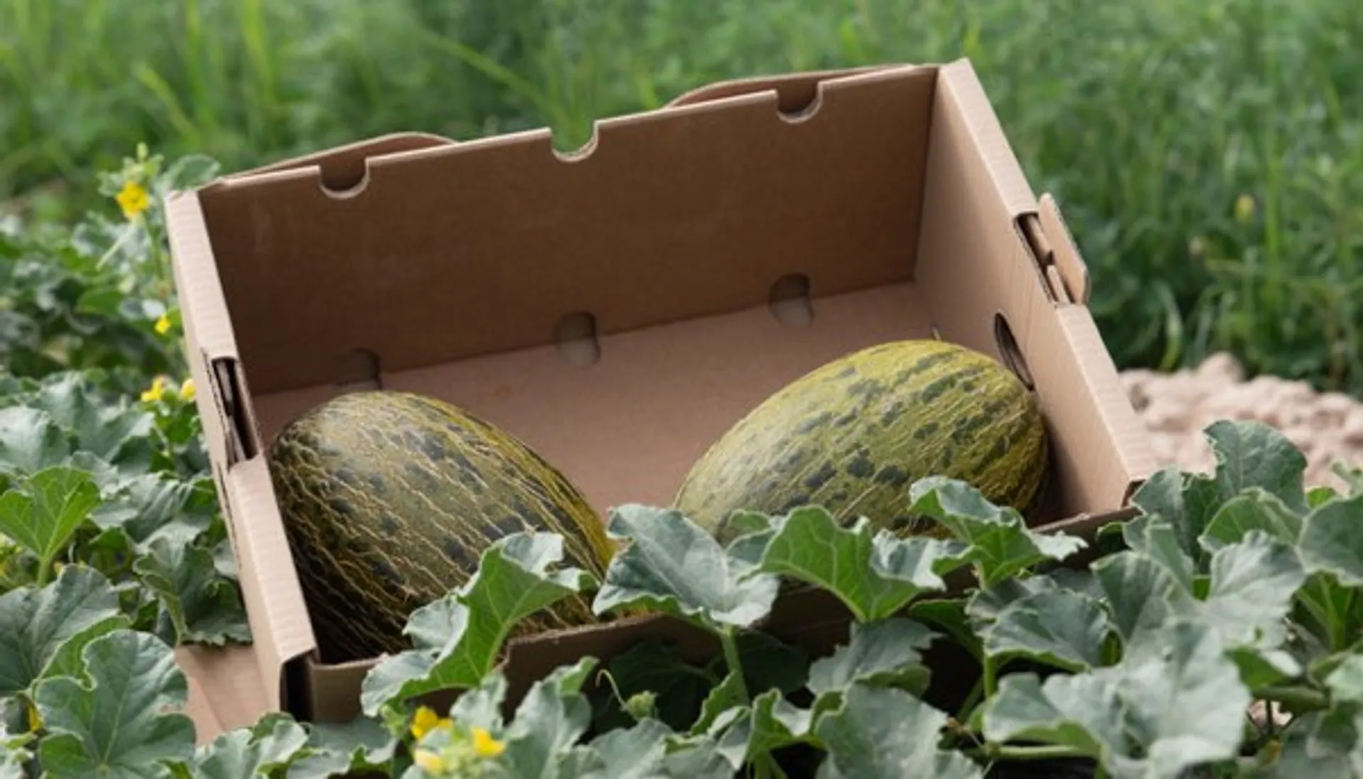Melons bio de Biosócrates | La Ruche qui dit Oui