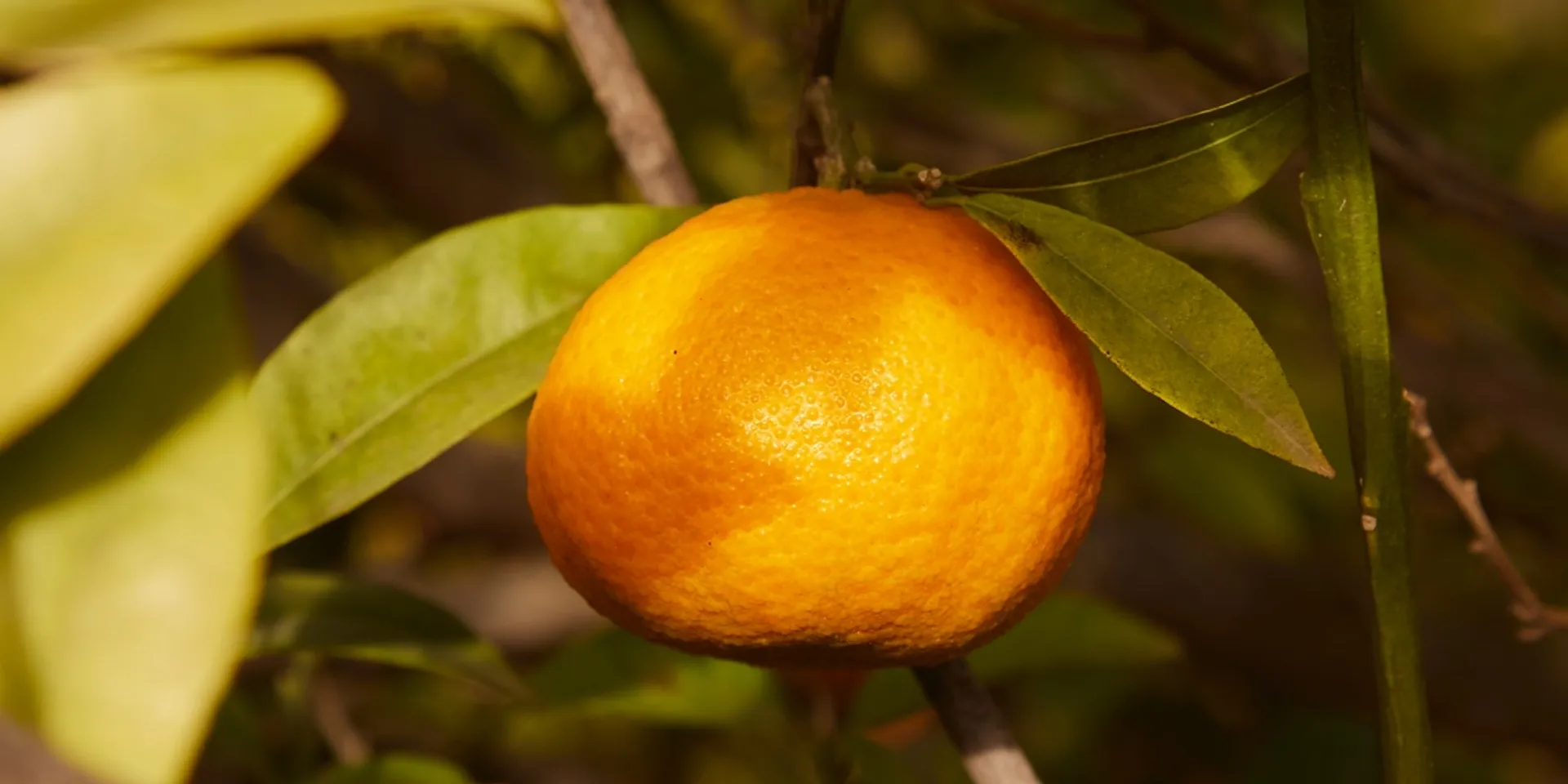 Clementines van Hort del ZŠfir, Spanje | CrowdFarming: adopteer een ...