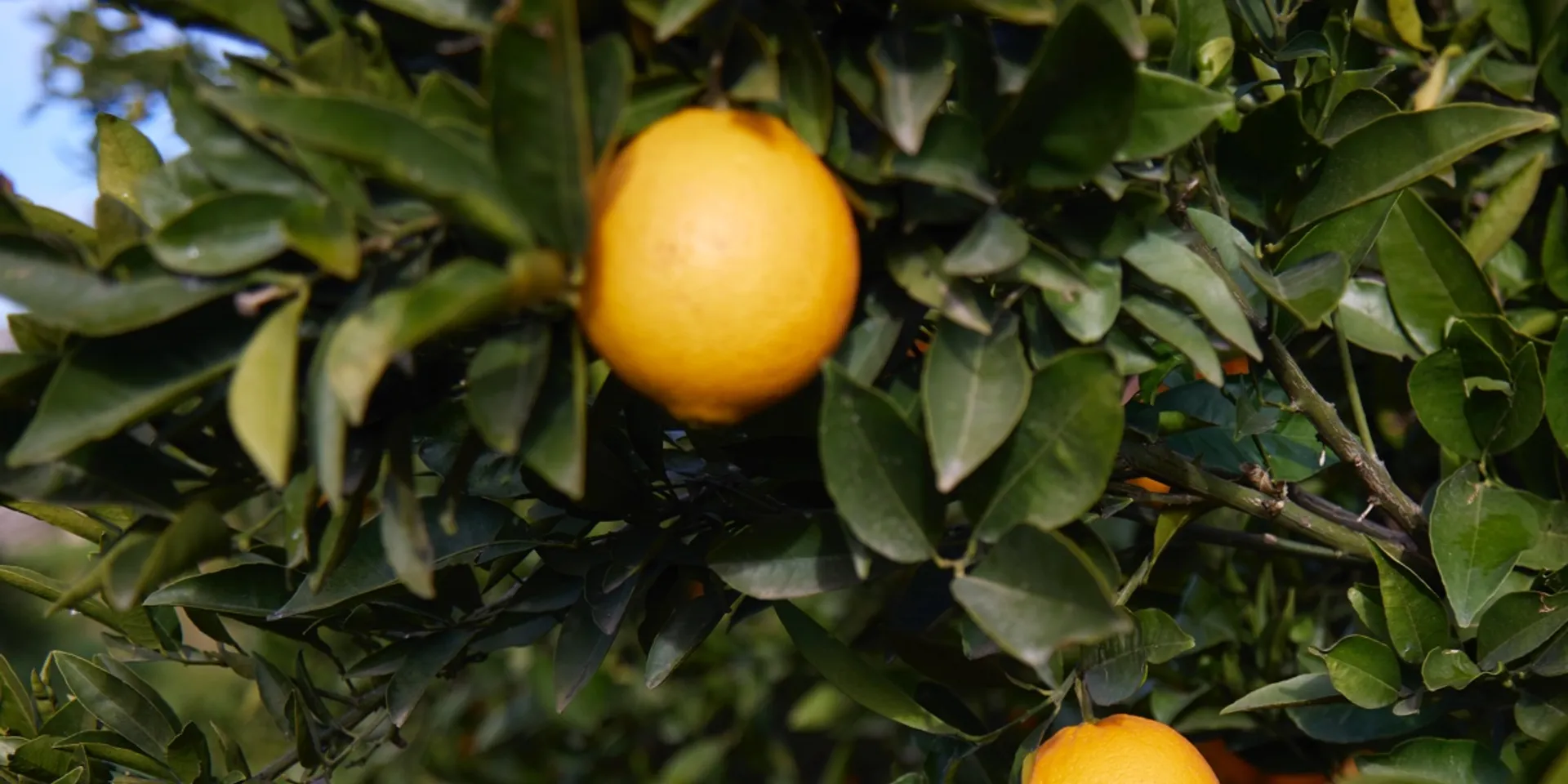 Apelsiner från Hort del Zèfir, Spanien | CrowdFarming: adoptera ett ...