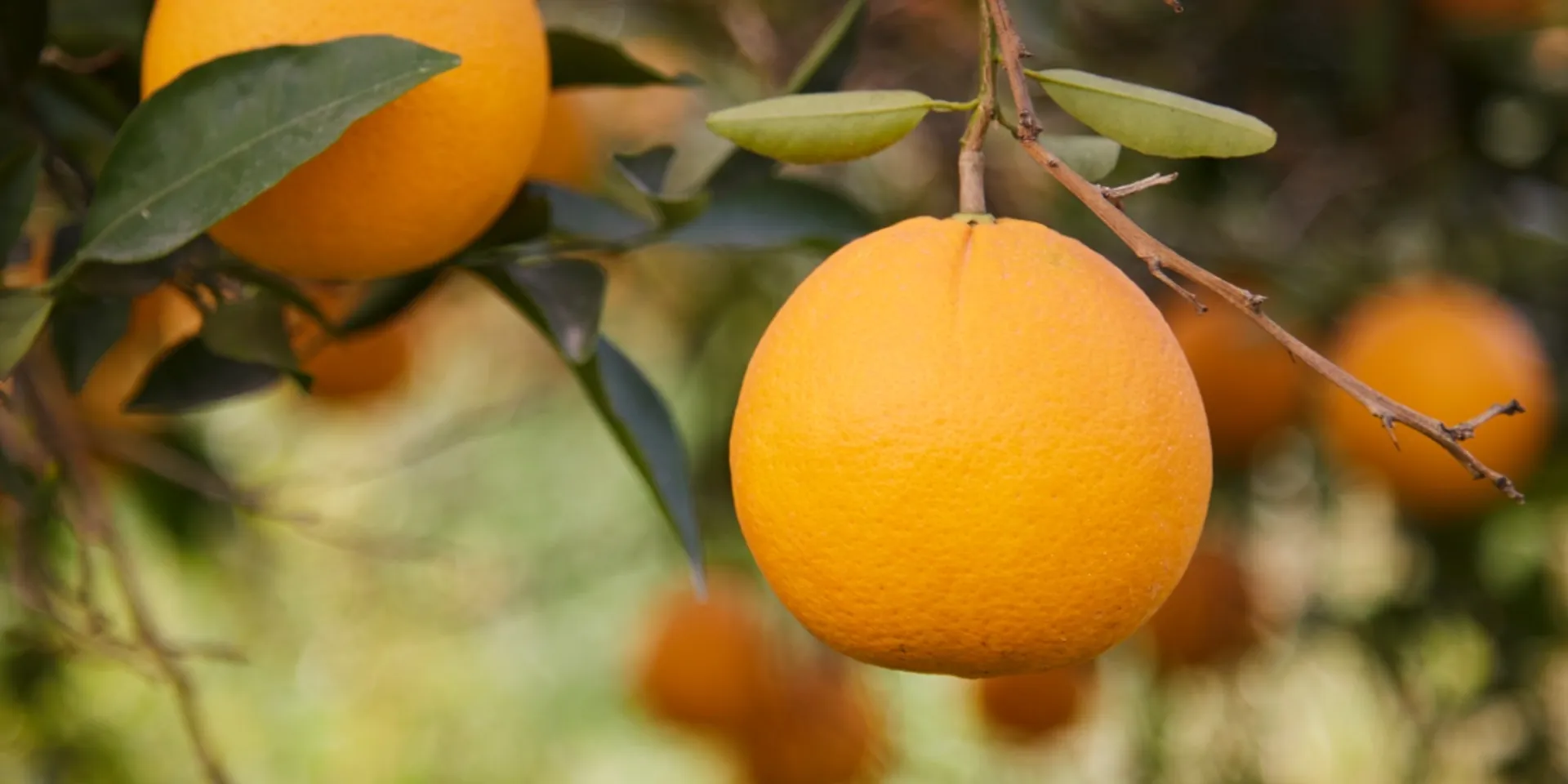 Apelsiner från Hort del Zèfir, Spanien | CrowdFarming: adoptera ett ...