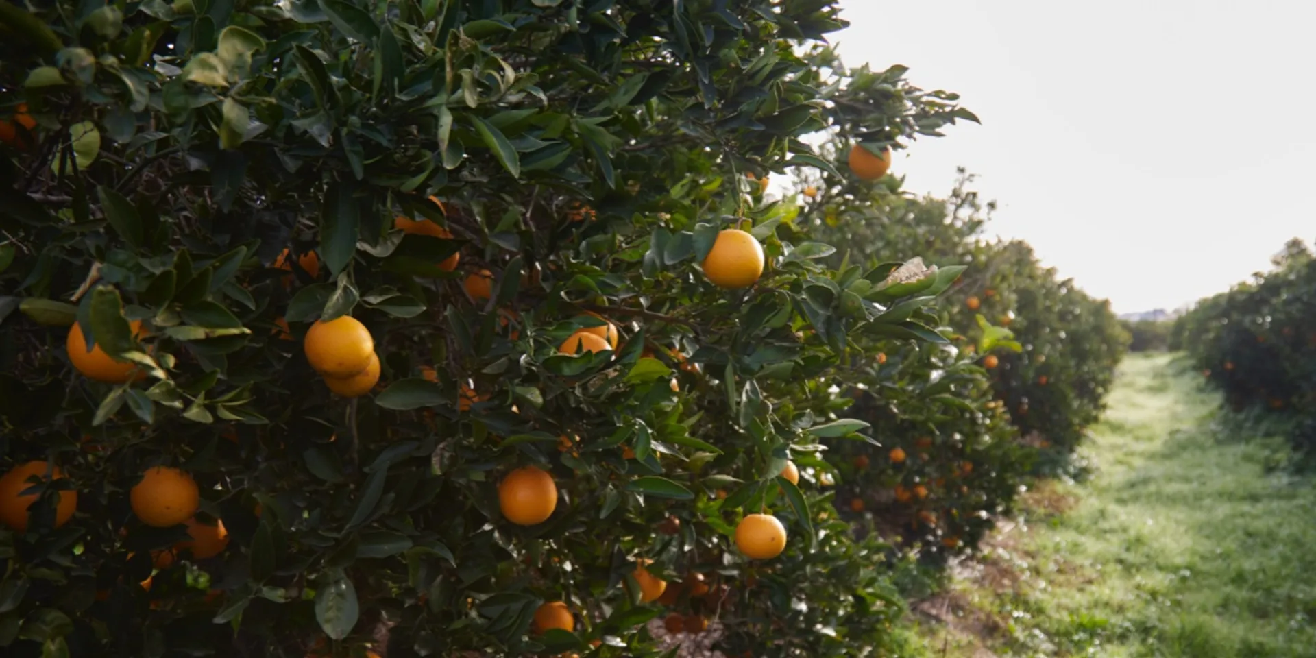 Apelsiner från Hort del Zèfir, Spanien | CrowdFarming: adoptera ett ...