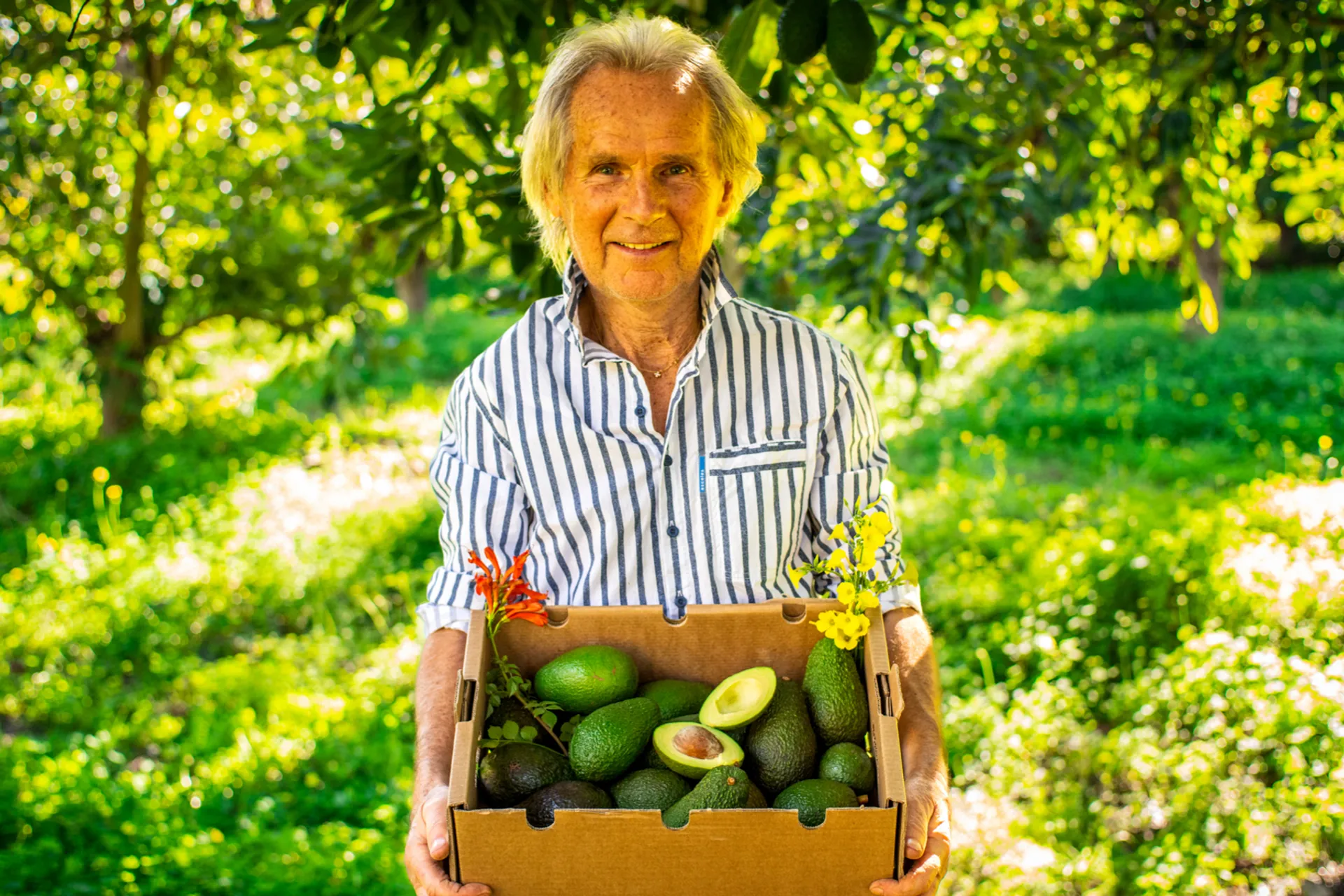 Avocados from Finca Jelanisol-Montebello, Spain | CrowdFarming: farm ...