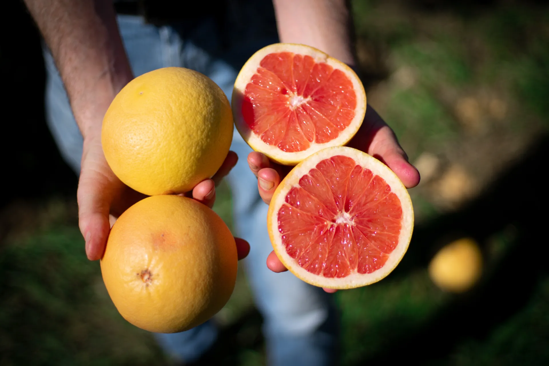 Grapefruit from Finca Jelanisol-Montebello, Spain | CrowdFarming: farm ...