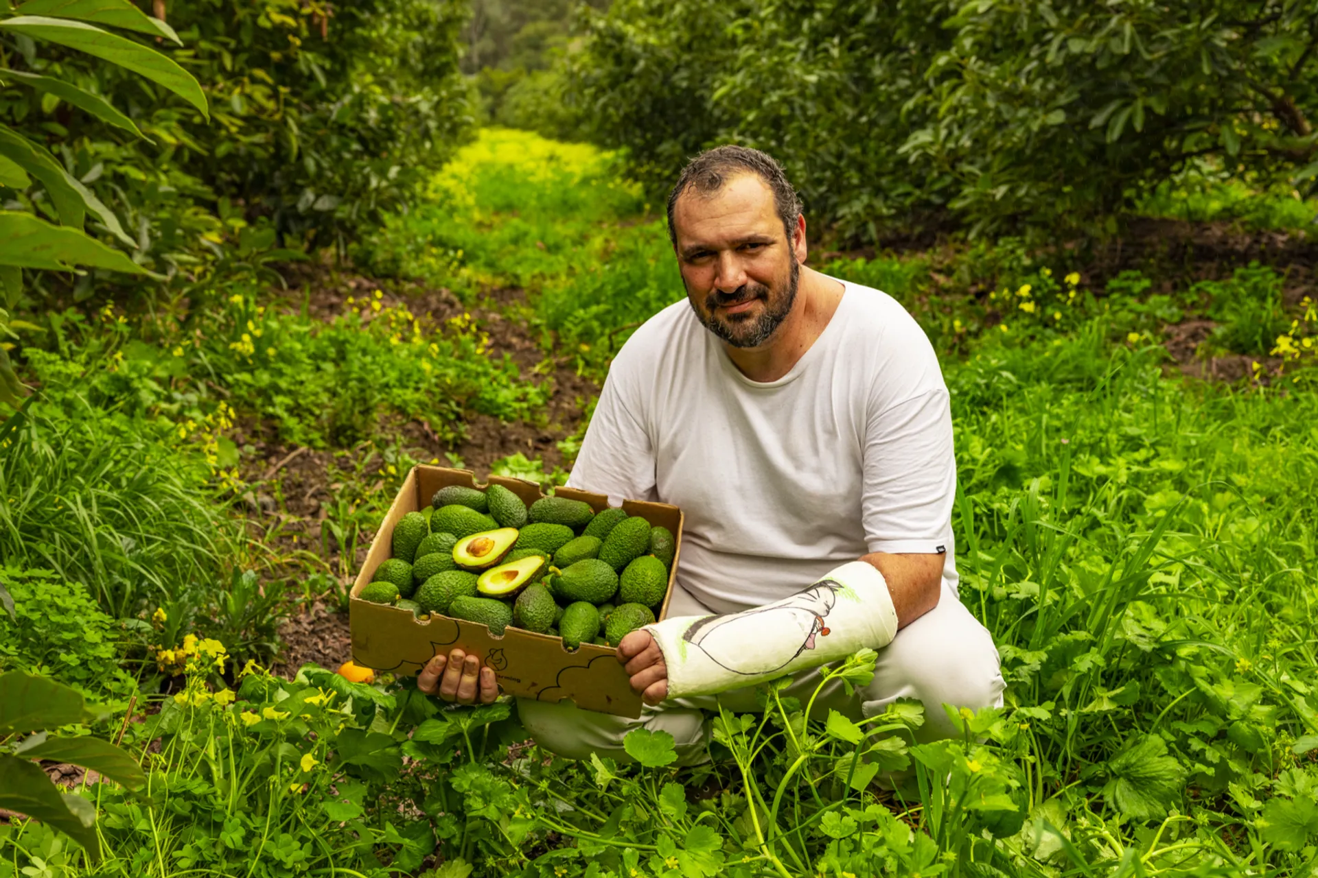 Organic avocados from La Laja, Spain | CrowdFarming: farm fresh fruits ...