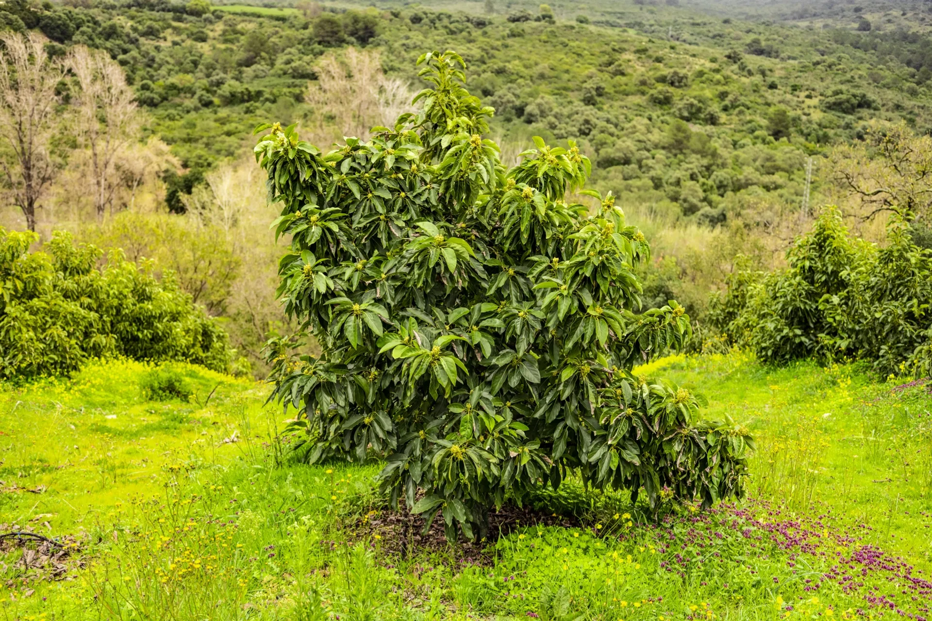 Avocados from La Laja, Spain | CrowdFarming: farm fresh fruits and ...