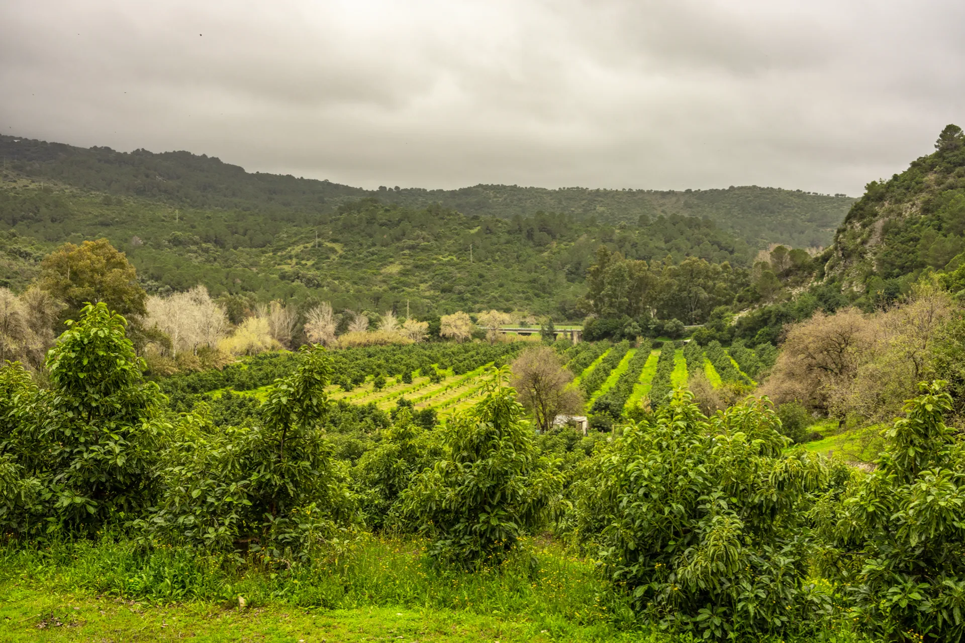 Avocados from La Laja, Spain | CrowdFarming: farm fresh fruits and ...