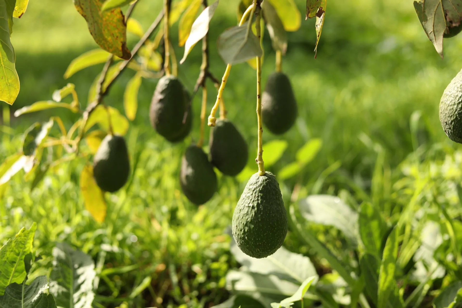 Organic avocados from La Atalaya, Spain | CrowdFarming: farm fresh ...