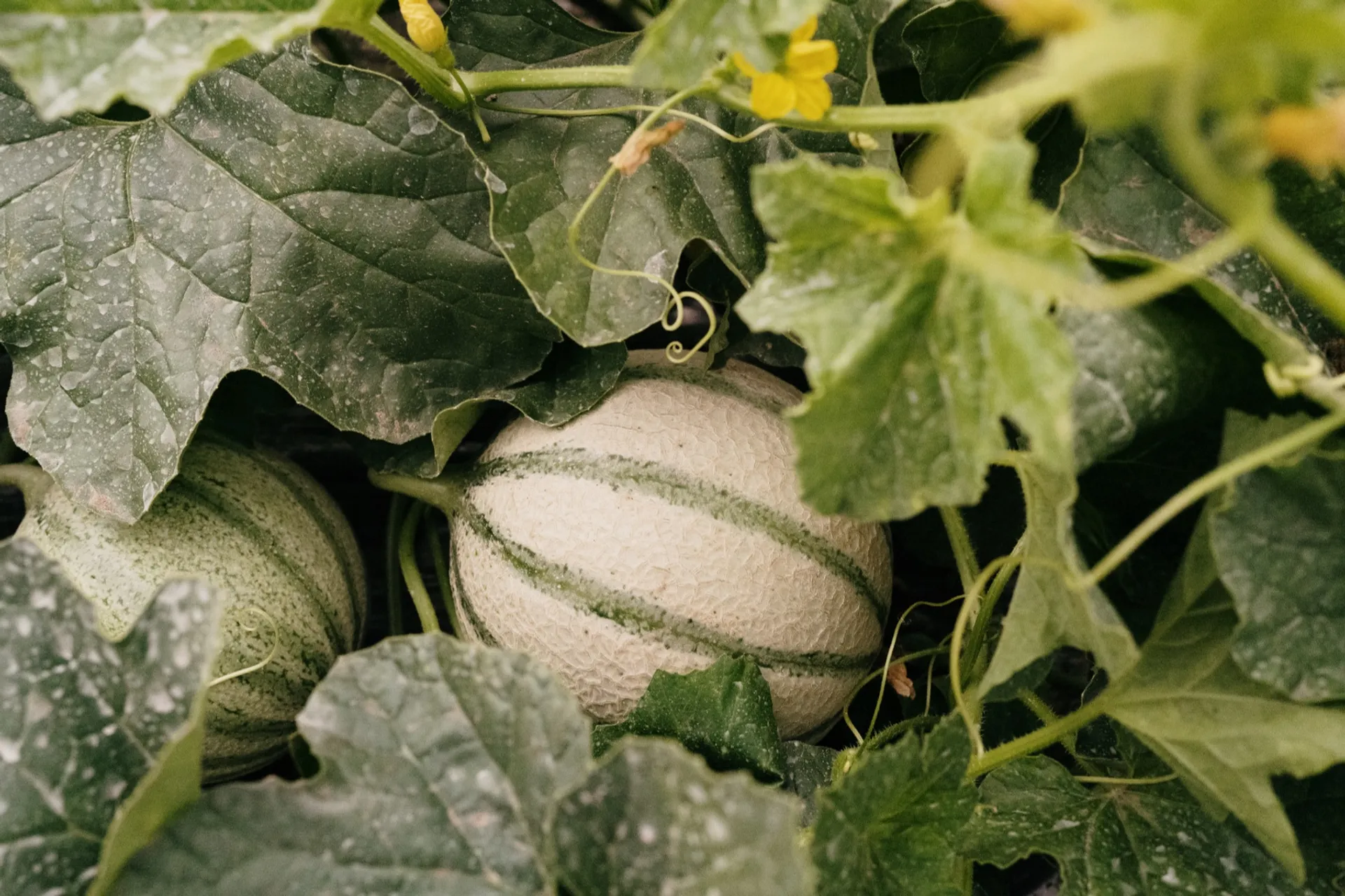 Organic melons de Famille Audema, Francia| CrowdFarming: alimentos ...
