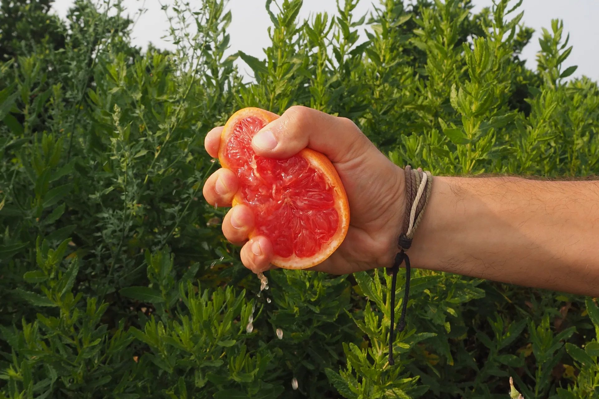 Grapefruit from Romal, Spain | CrowdFarming: farm fresh fruits and ...