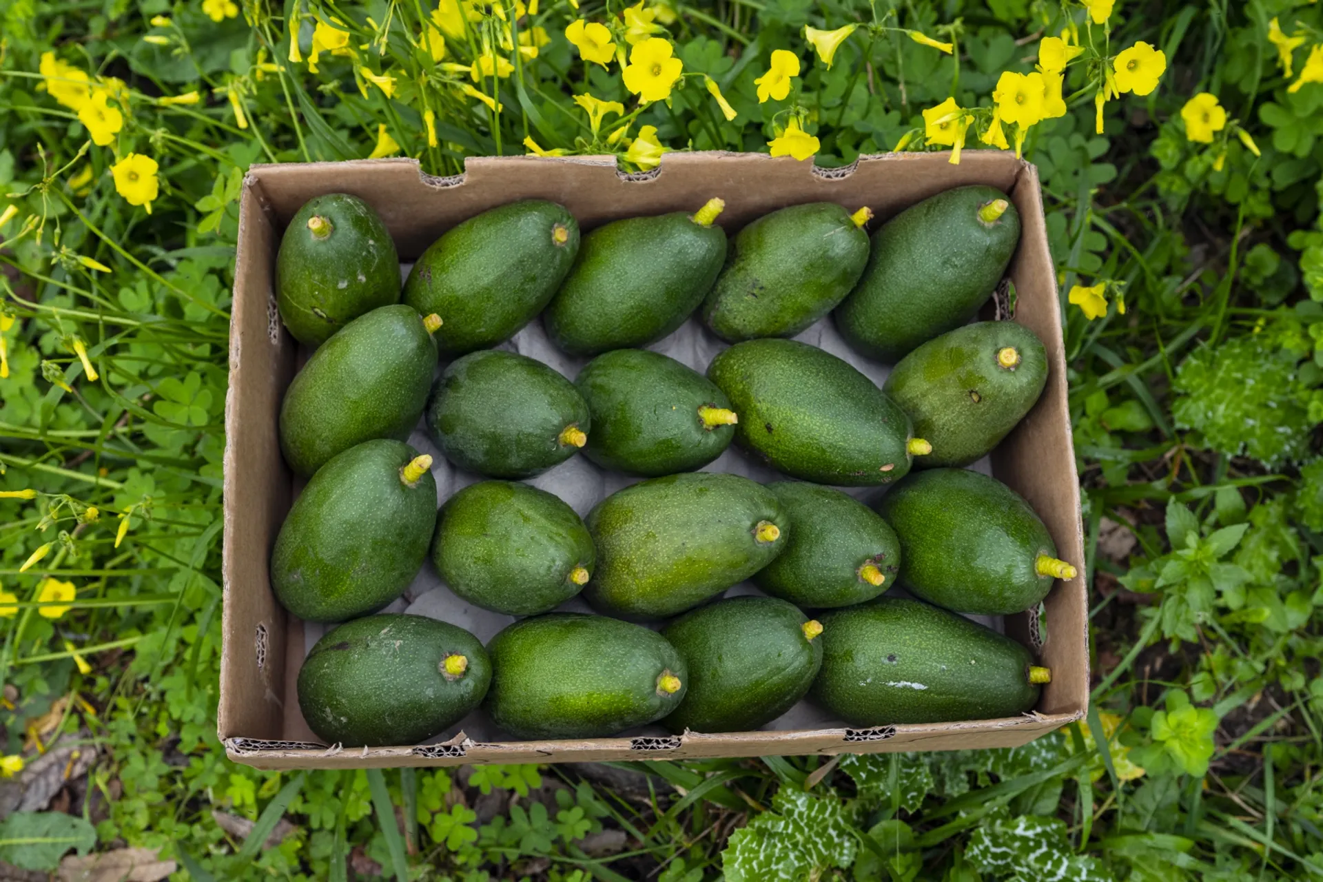 Early avocados from La Laja, Spain | CrowdFarming: farm fresh fruits ...