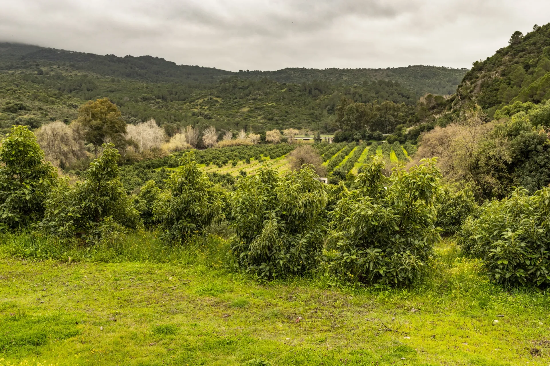 Early avocados from La Laja, Spain | CrowdFarming: farm fresh fruits ...